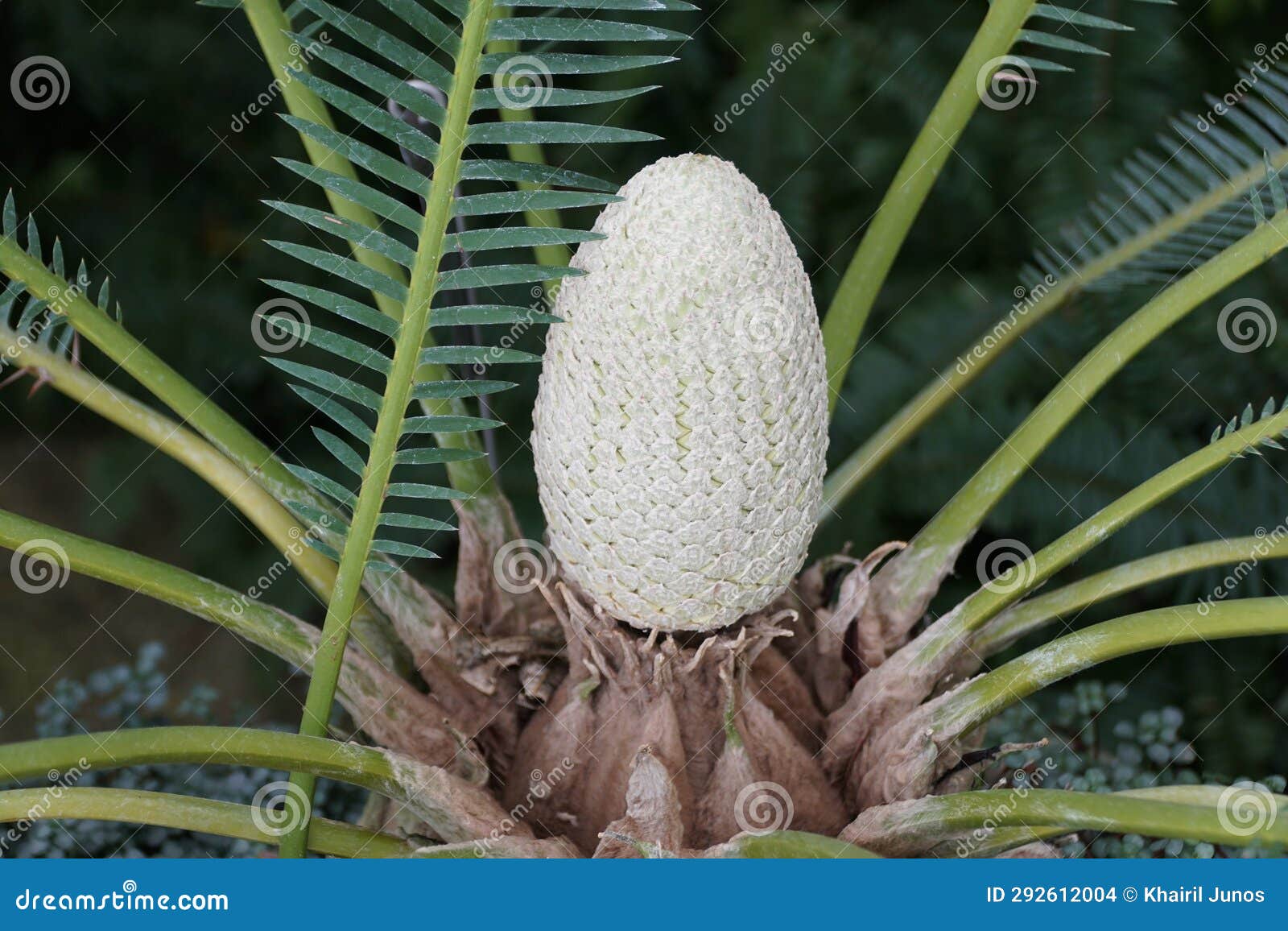 Dioon Edule, The Chestnut Dioon, Is A Cycad Native To Mexico Stock ...