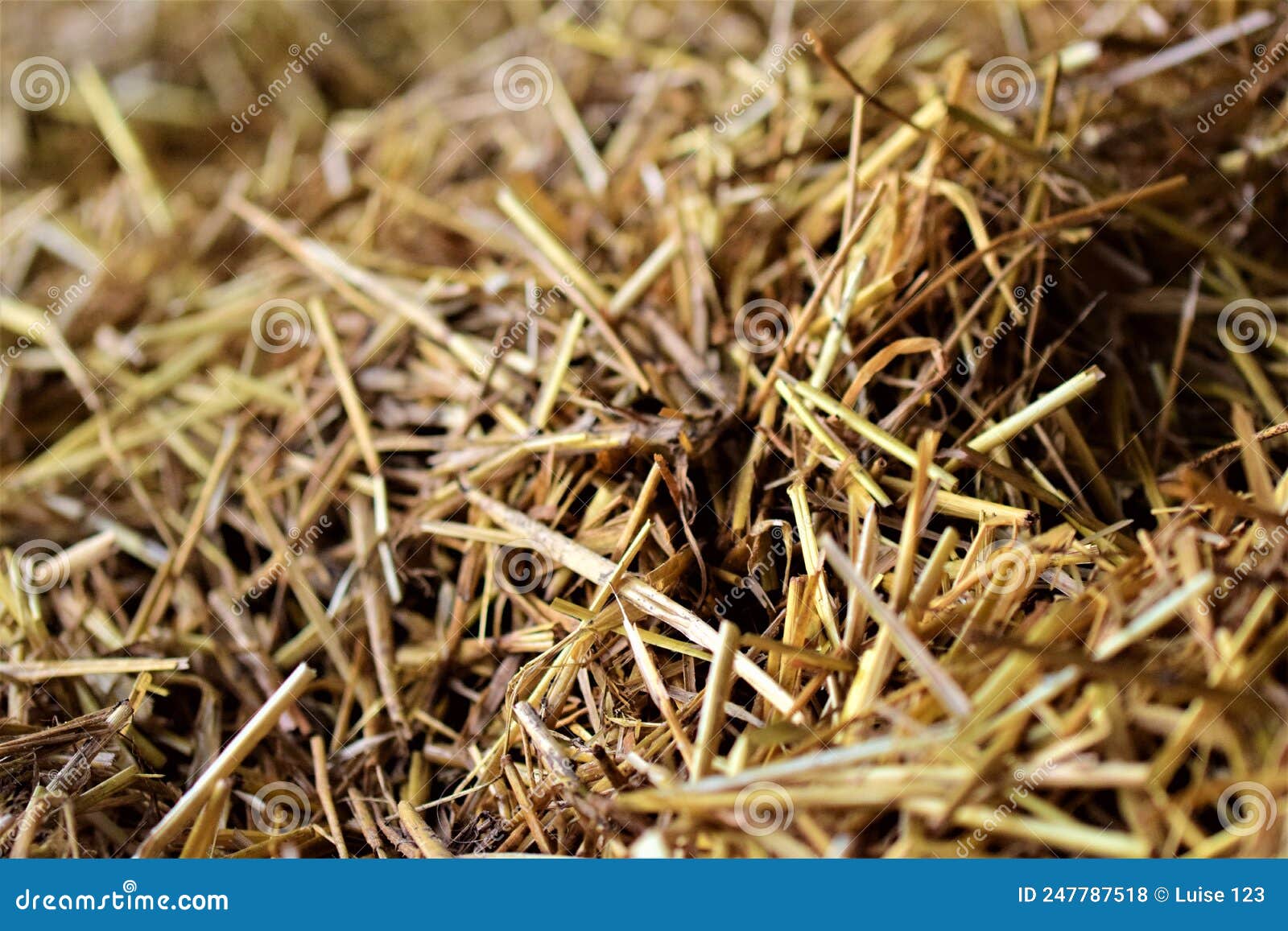 Used Straw in the Open Stable As a Close Up Stock Photo - Image of used ...
