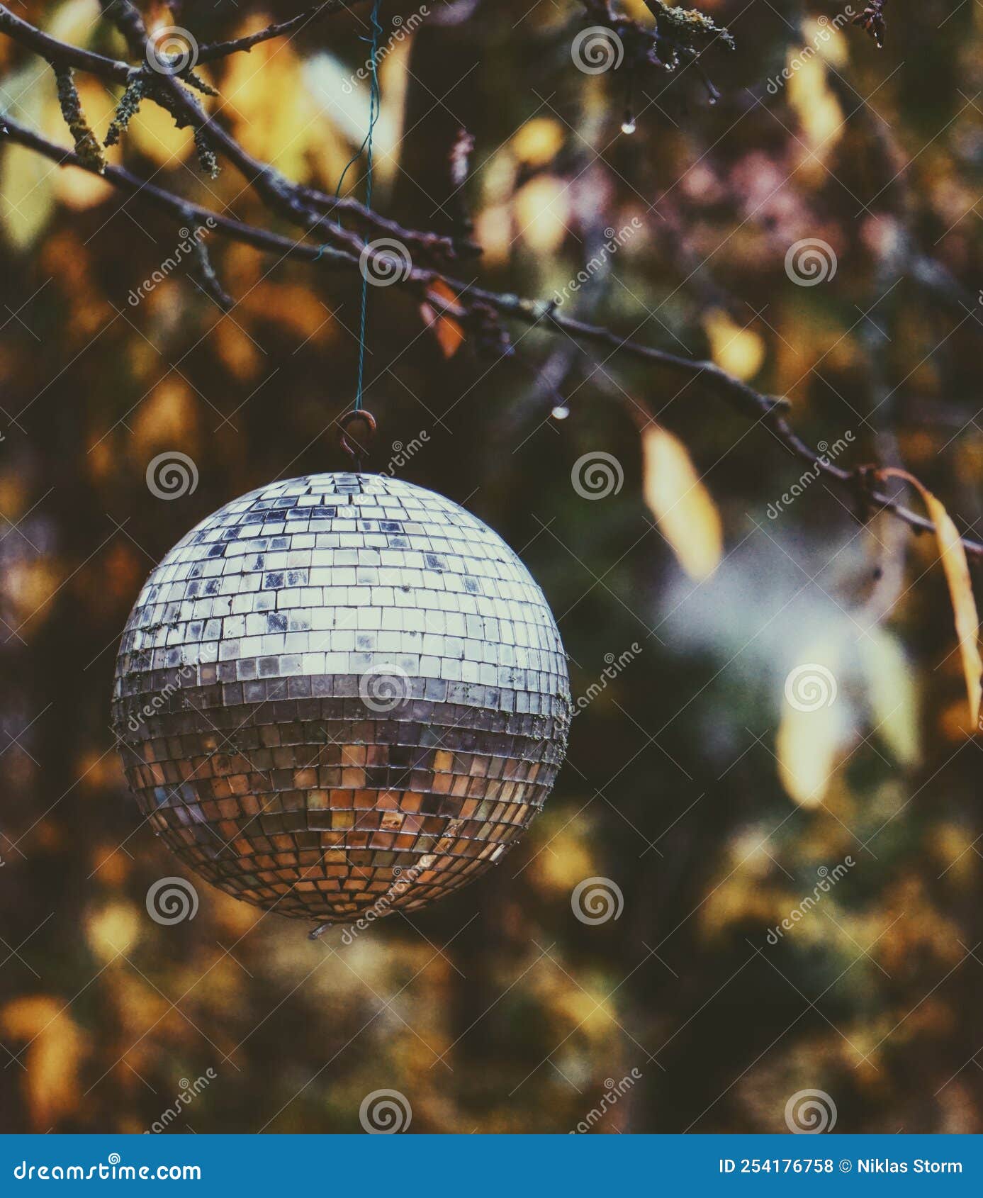 Close-up of Disco Ball Hanging on Tree Stock Photo - Image of green ...