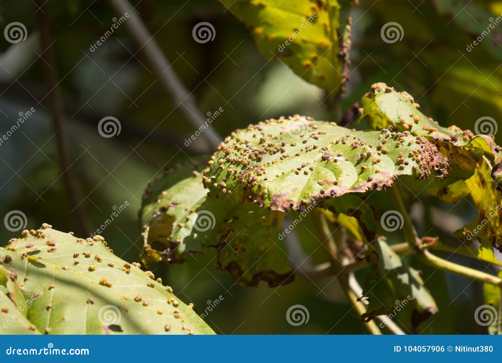 Disease Green Leaf Of Teak Tree Royalty-Free Stock Image ...