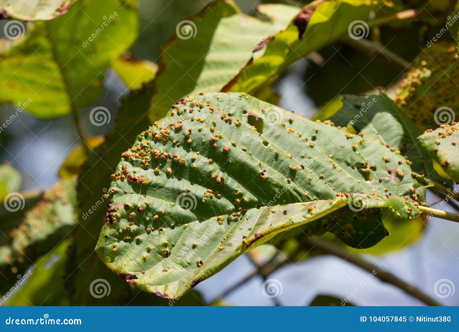Disease Green Leaf Of Teak Tree Royalty-Free Stock Photo ...
