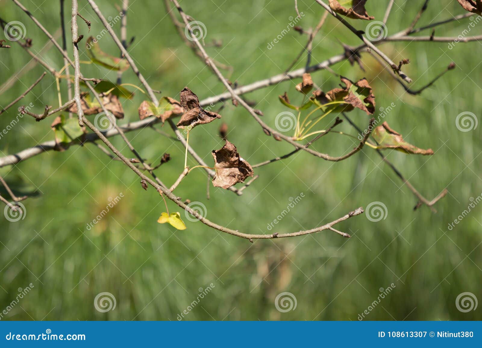 Disease leaf of Maple tree stock image. Image of leaf - 108613307