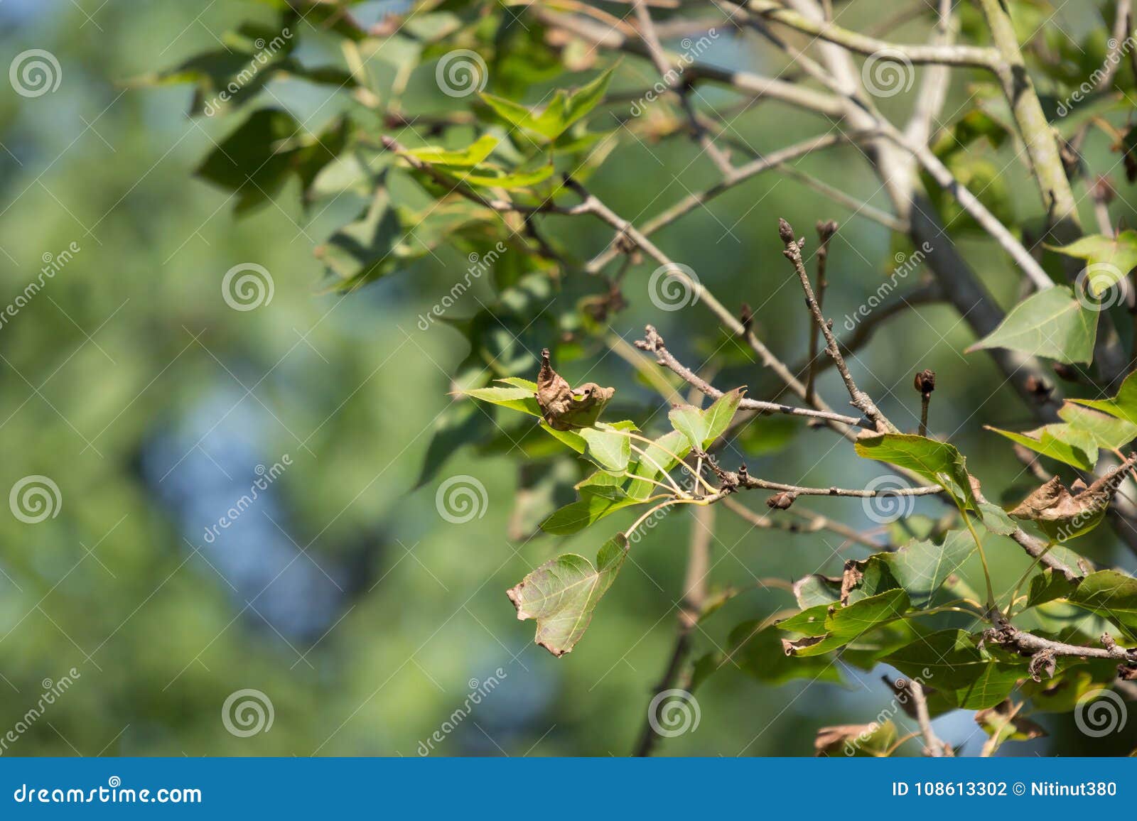 Disease leaf of Maple tree stock photo. Image of leaf - 108613302