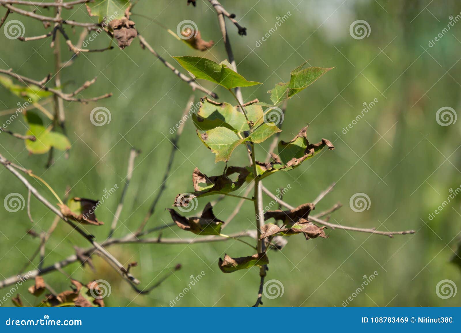 Disease leaf of Maple tree stock image. Image of forest - 108783469