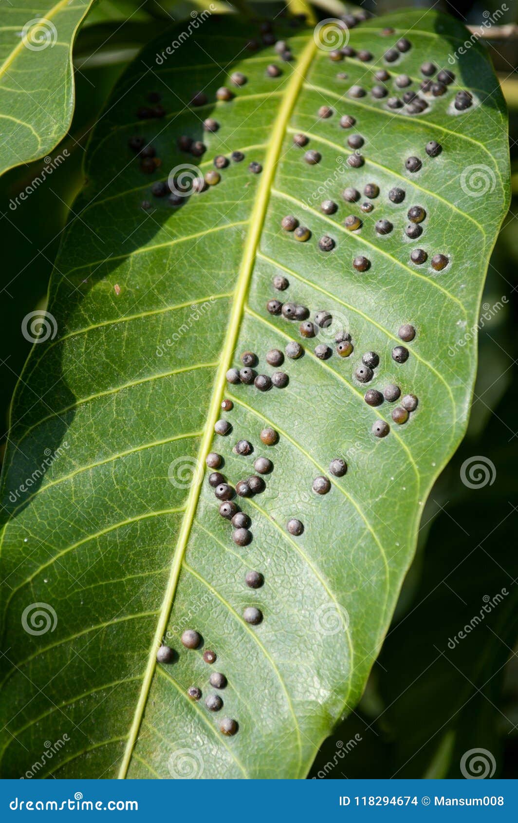 Disease on mango leaves stock photo. Image of agriculture - 118294674