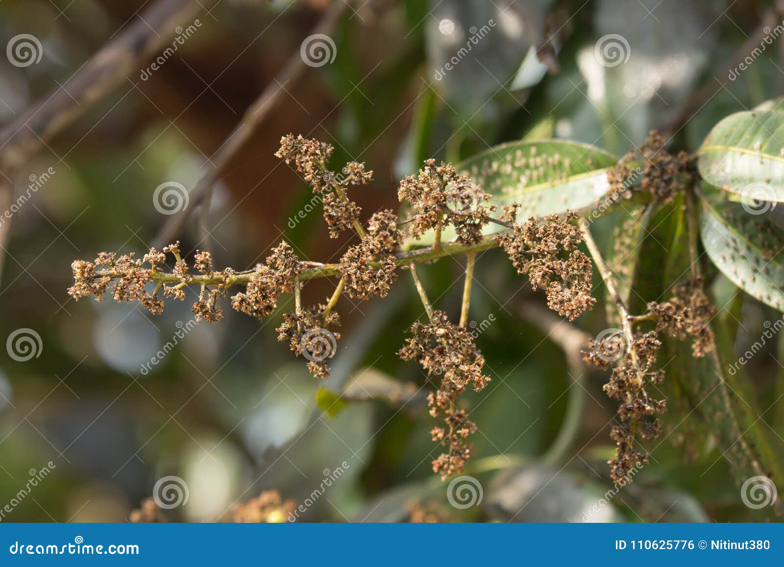 Disease Mango Tree Blossoms of Mango Flower Stock Photo - Image of ...