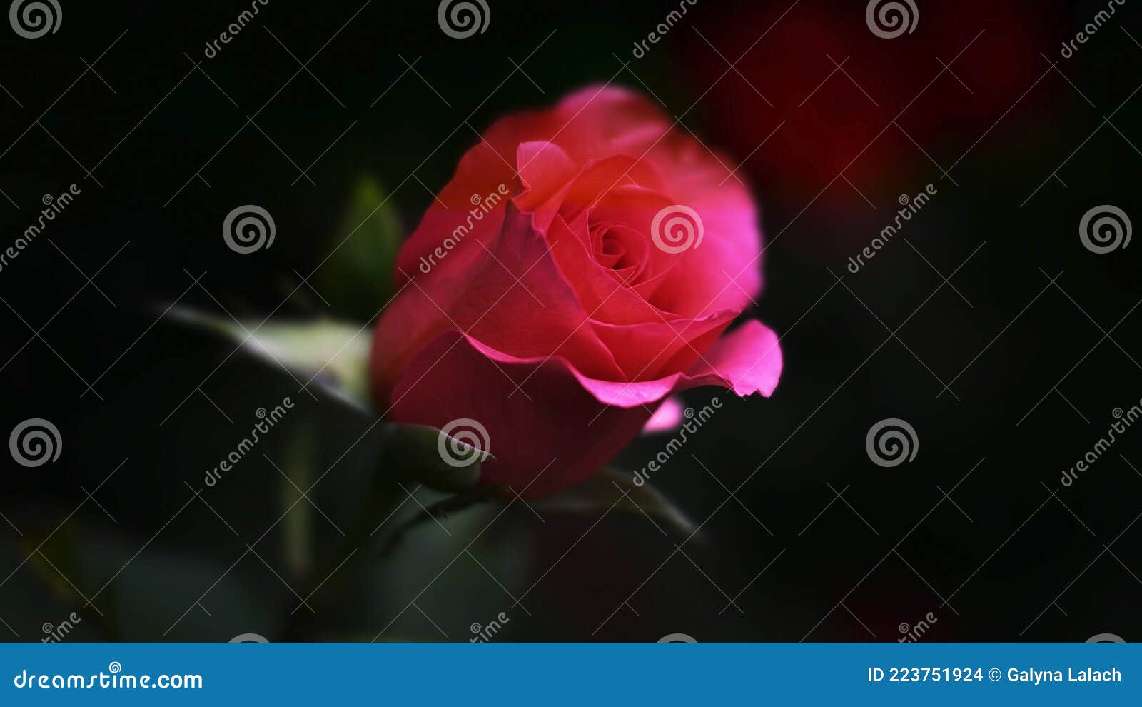 Dissolving Pink Rose Flower Stock Photo - Image of bouquet, flora ...