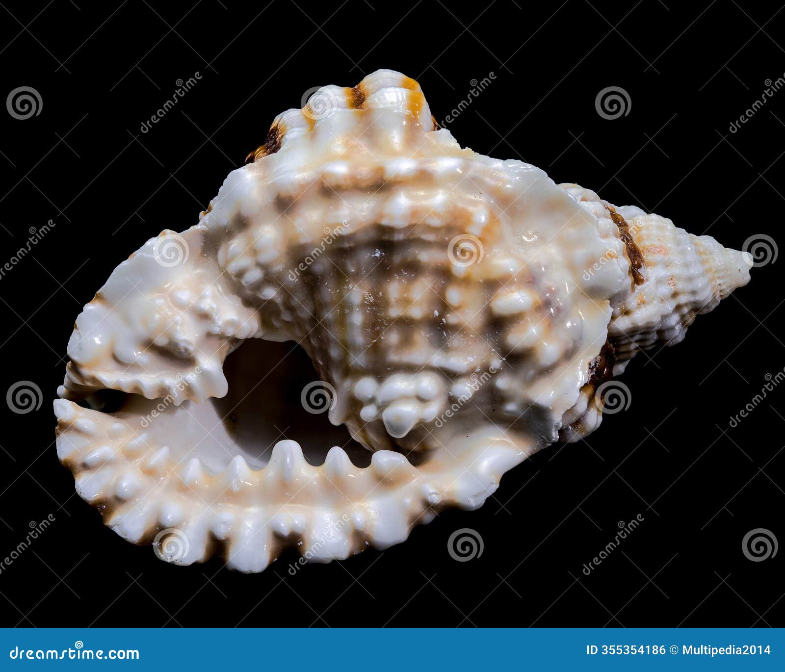 Distorsio Anus Shell on Black Background Stock Photo - Image of ...
