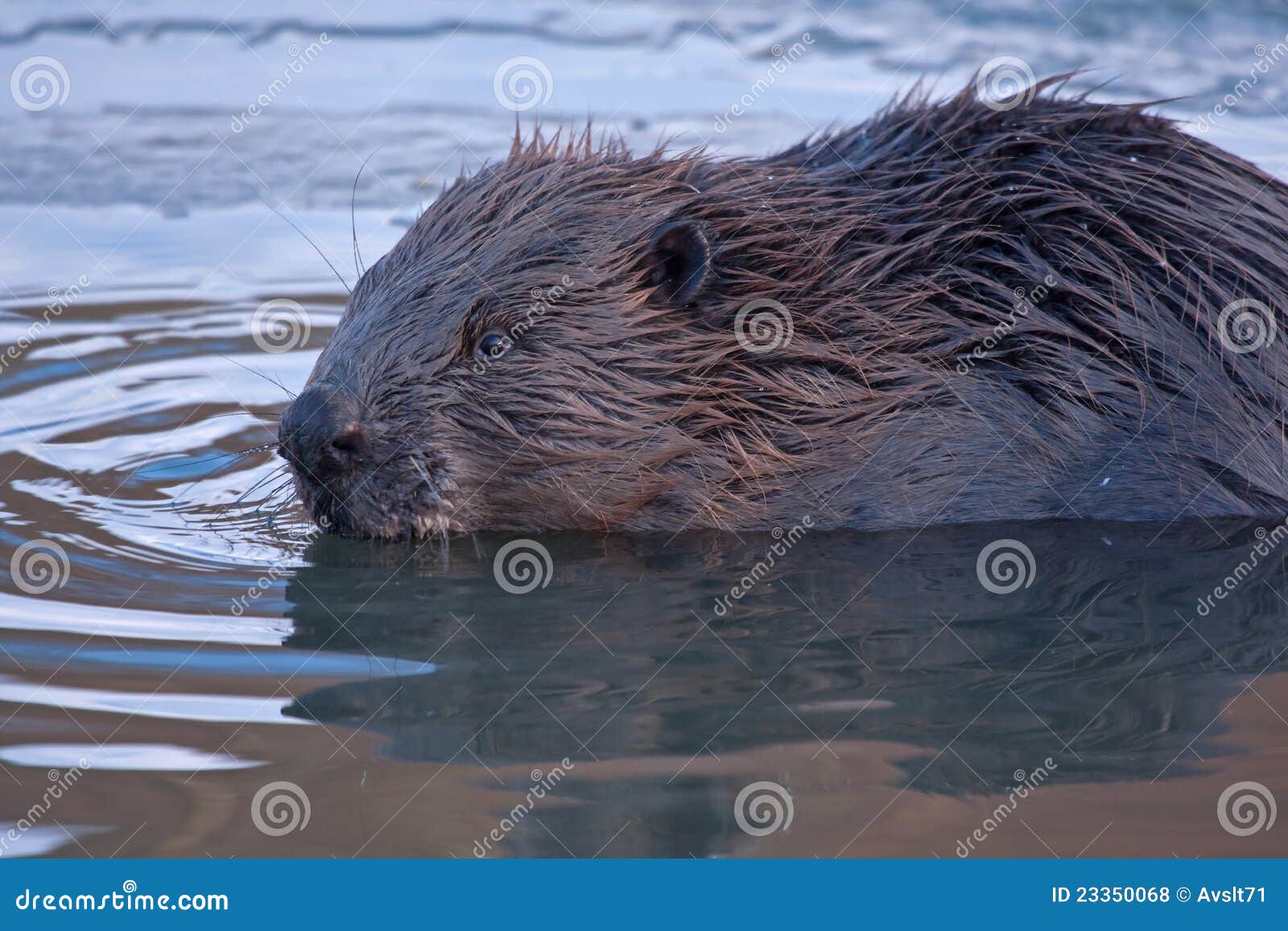 Close-up do castor foto de stock. Imagem de carpinteiro - 23350068