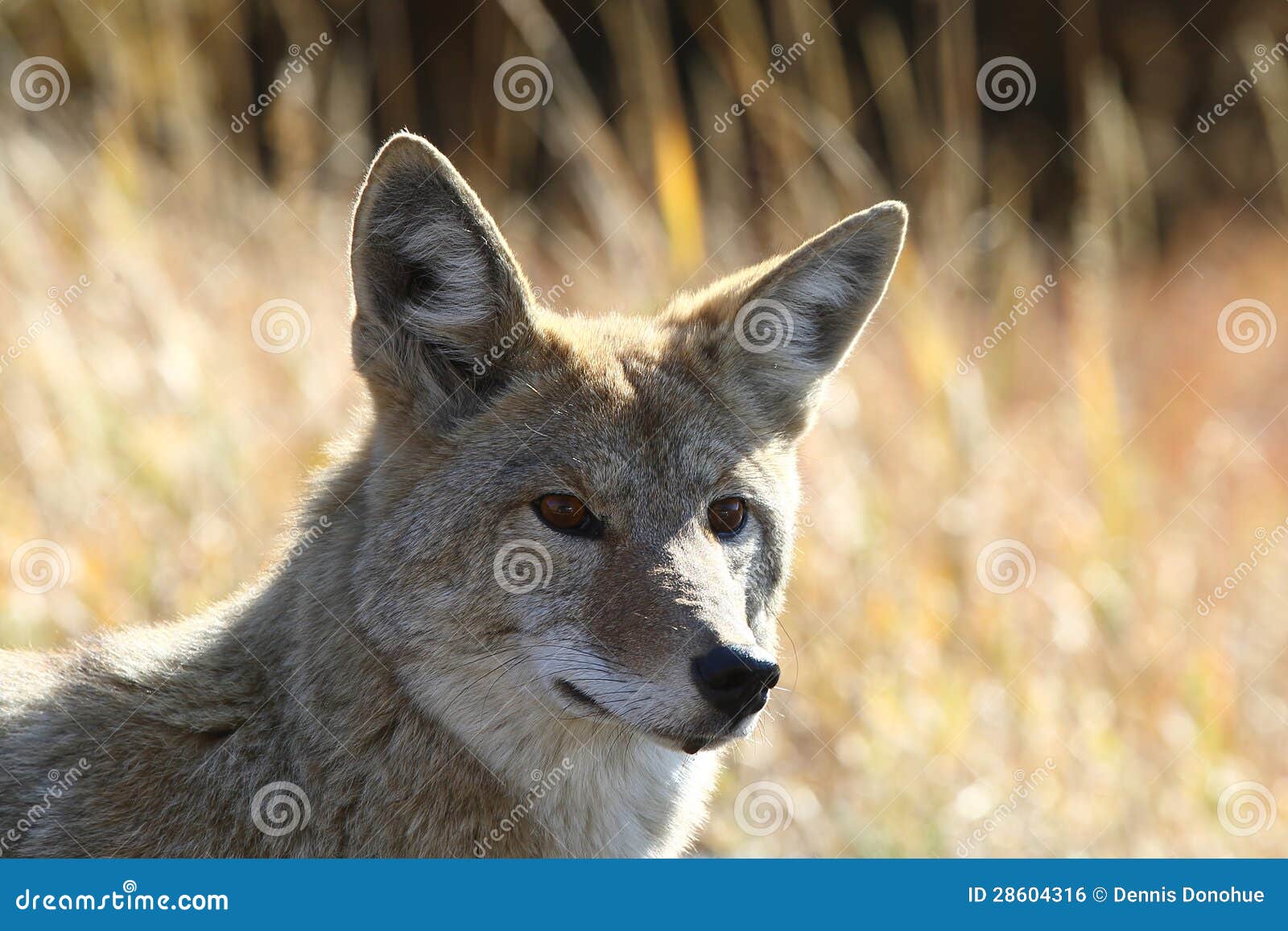 Close up do chacal foto de stock. Imagem de parque, estados - 28604316