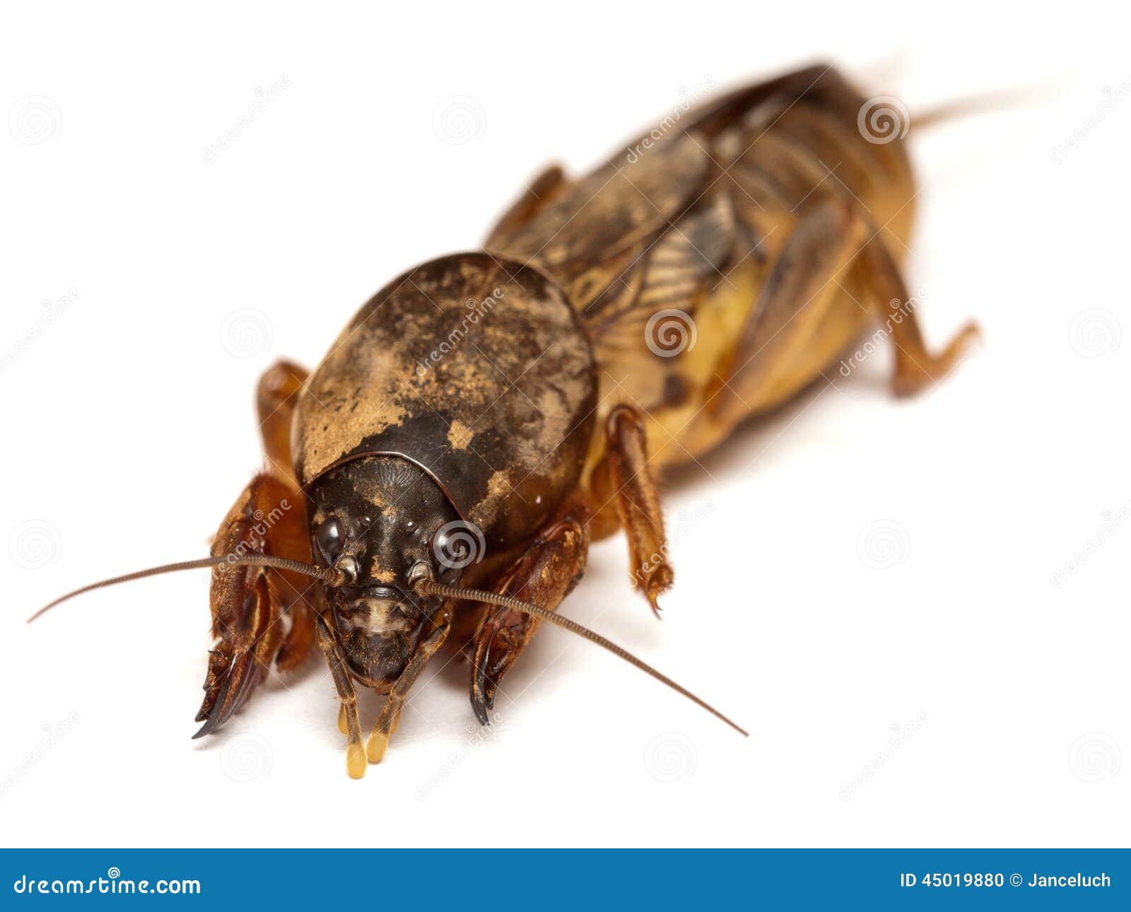 Close Up Do Grilo De Toupeira Foto de Stock - Imagem de branco, fundo ...