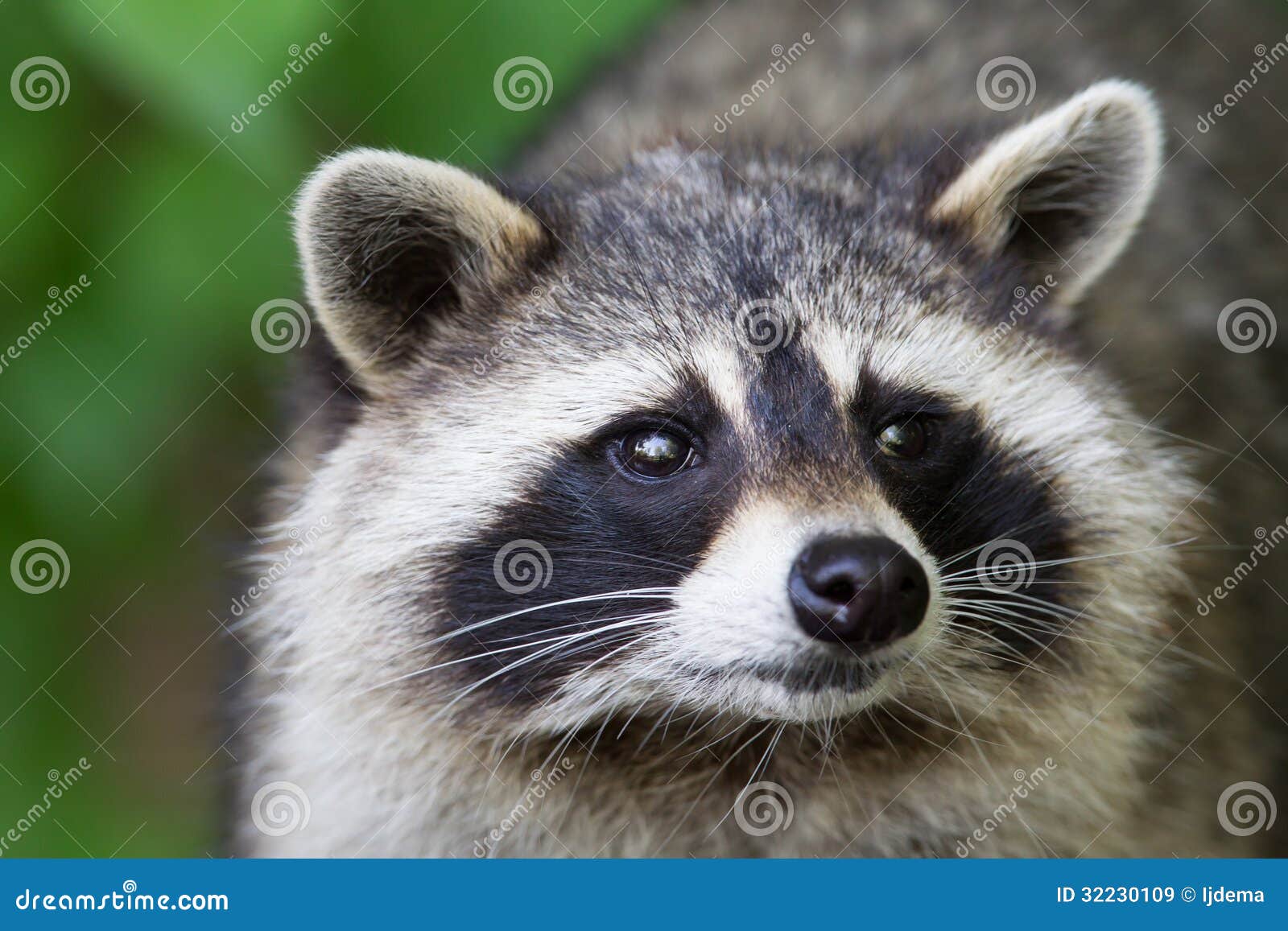 Close-up do guaxinim imagem de stock. Imagem de bandido - 32230109