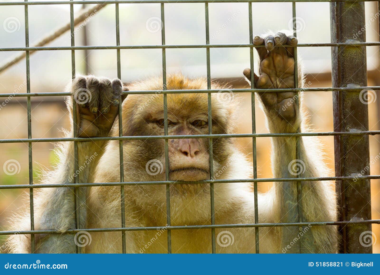Close Up Do Macaco Prendido Com Vista Triste Imagem de Stock - Imagem ...