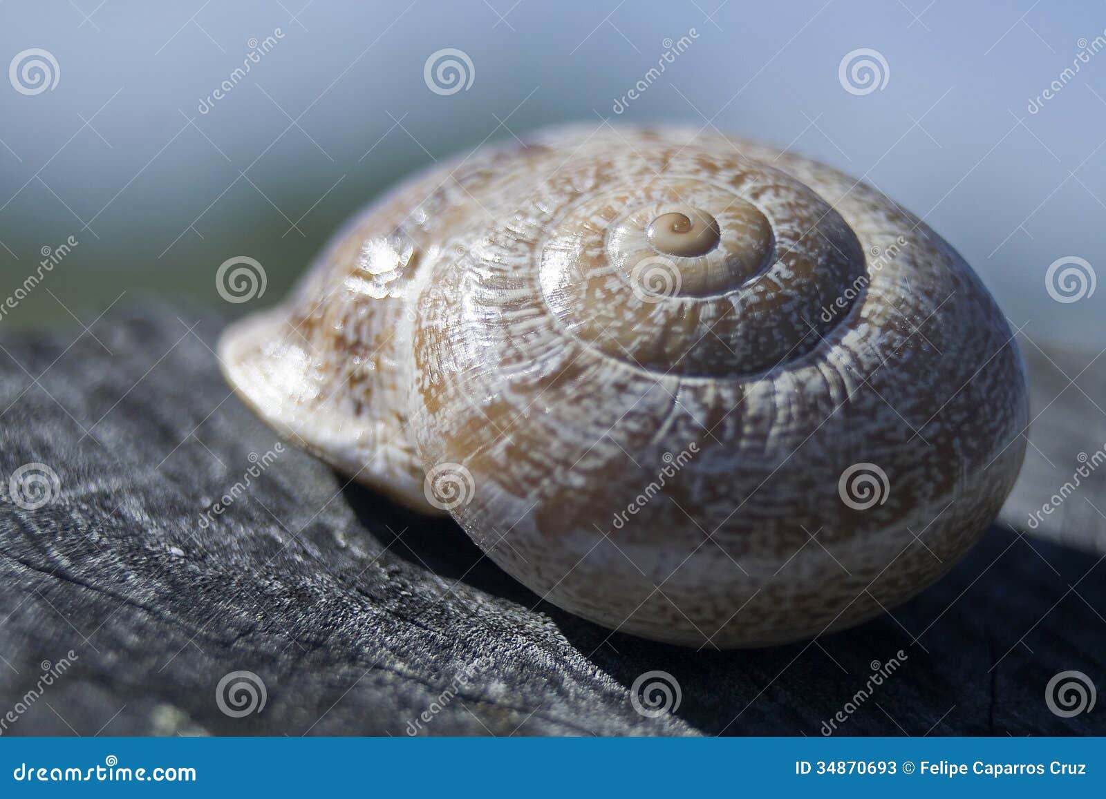 Close Up Do Shell De Um Caracol Imagem de Stock - Imagem de caracol ...