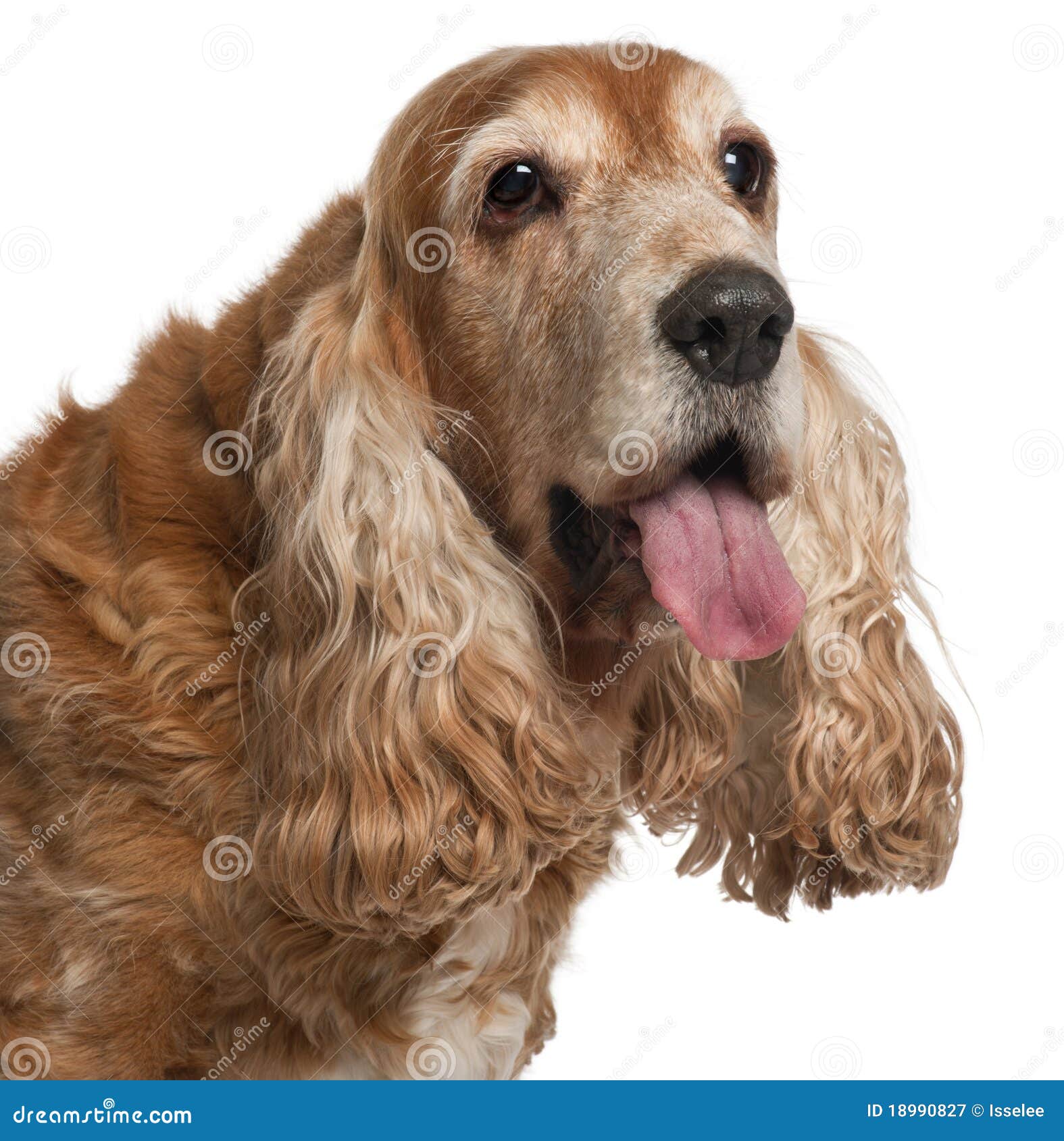 Close-up Do Spaniel De Cocker Inglês Velho Imagem de Stock - Imagem de ...