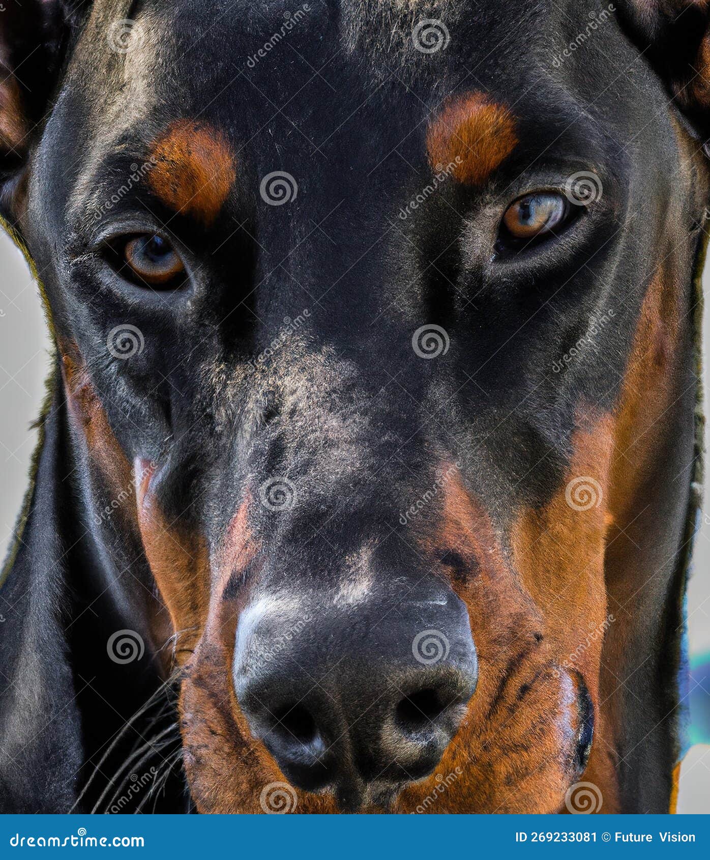 Close Up Of Doberman Pinscher Face Created Using Generative Ai Technology Stock Image Image Of