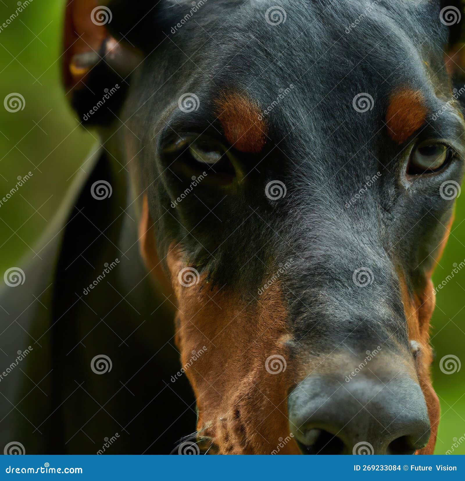 Close Up of Doberman Pinscher Face Created Using Generative Ai ...