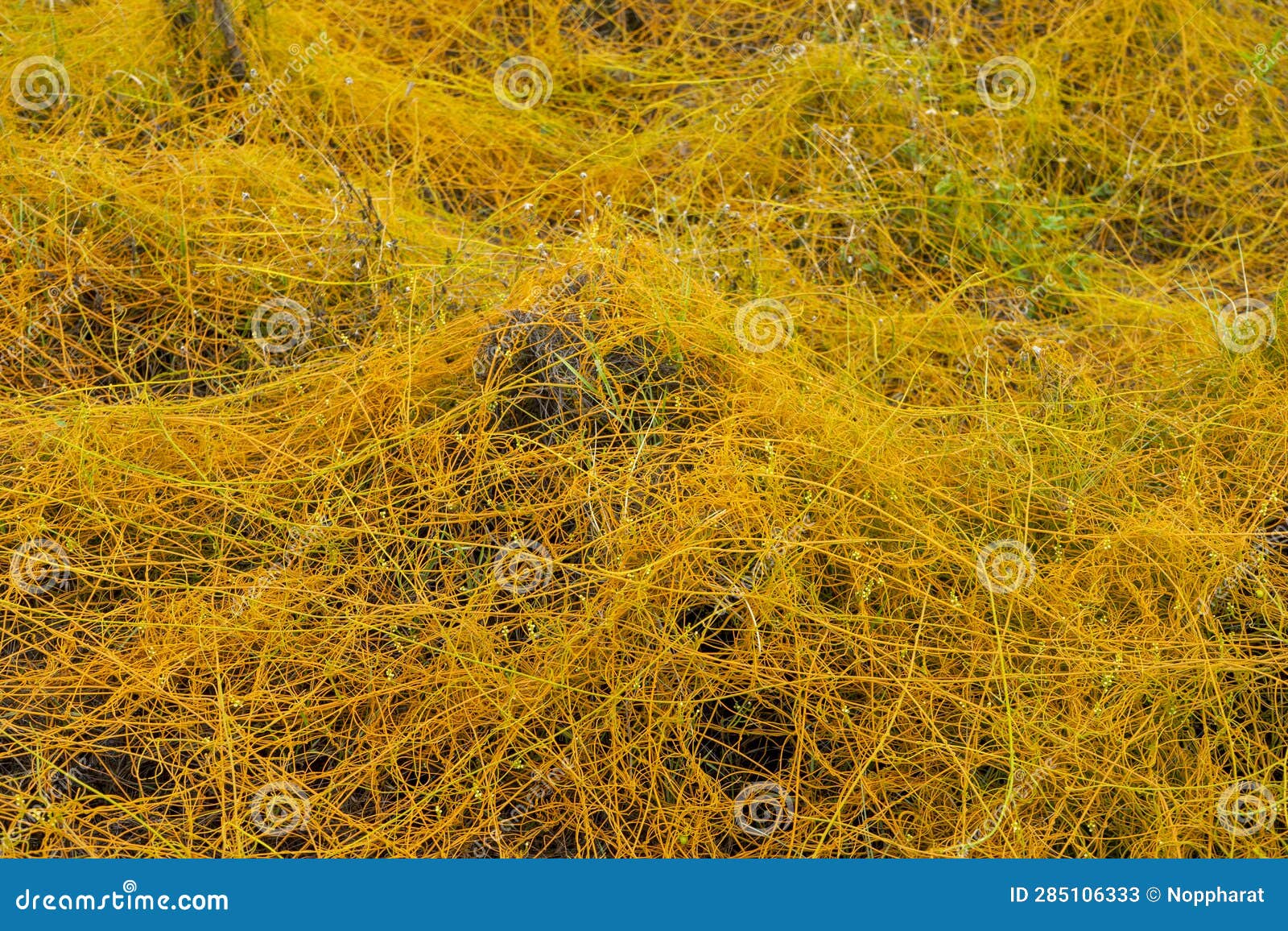 Close Up Dodder Plant on the Ground Stock Image - Image of natural ...