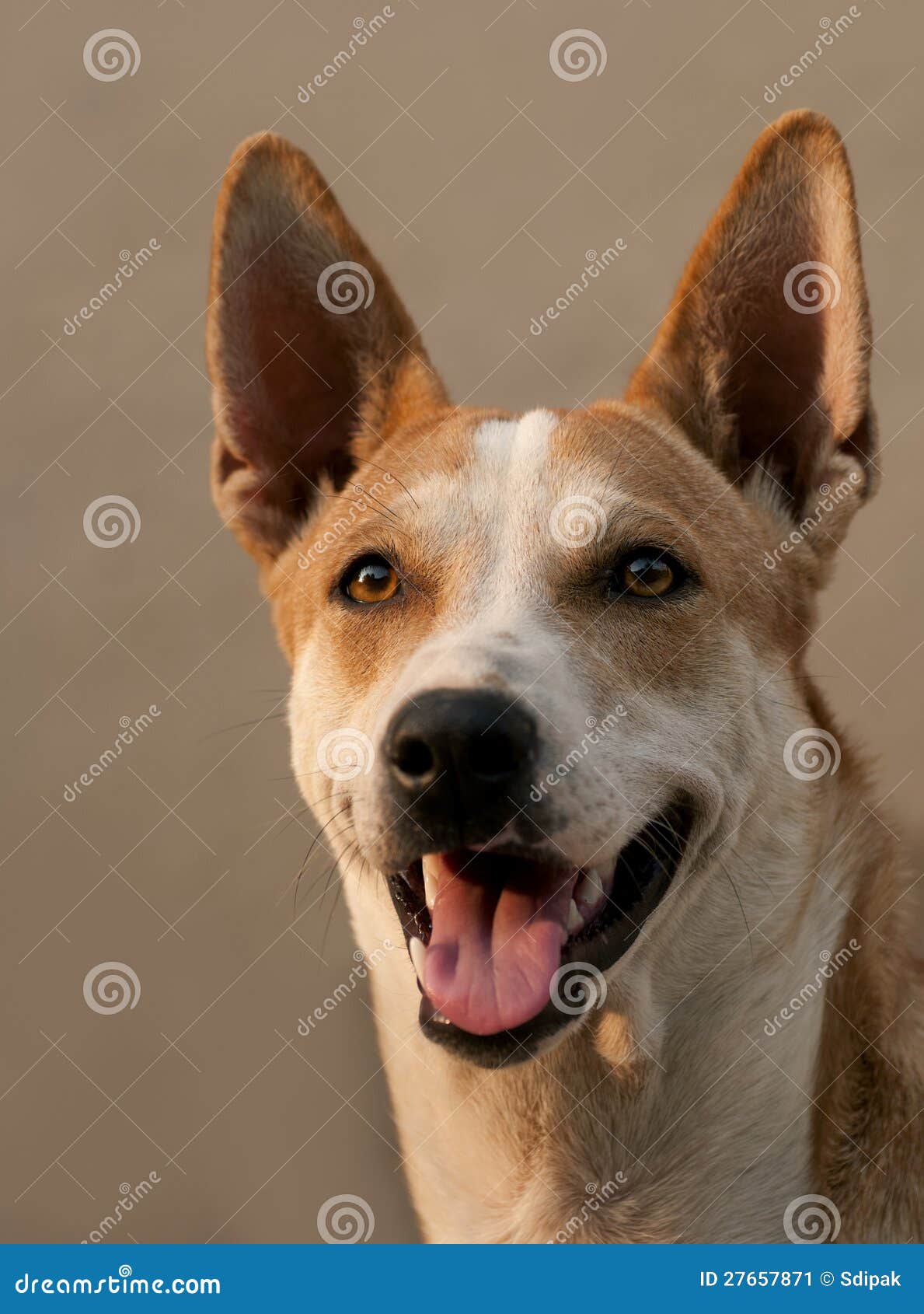 Close-up of dog stock image. Image of young, pedigreed - 27657871