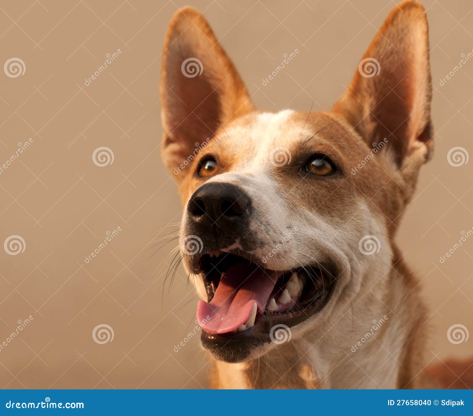 Close-up of dog stock photo. Image of people, mammal - 27658040