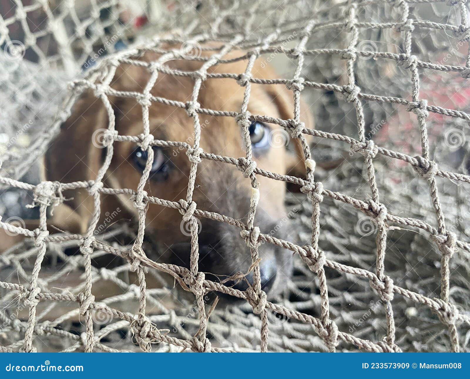 Dog behind the net stock image. Image of black, animal - 233573909