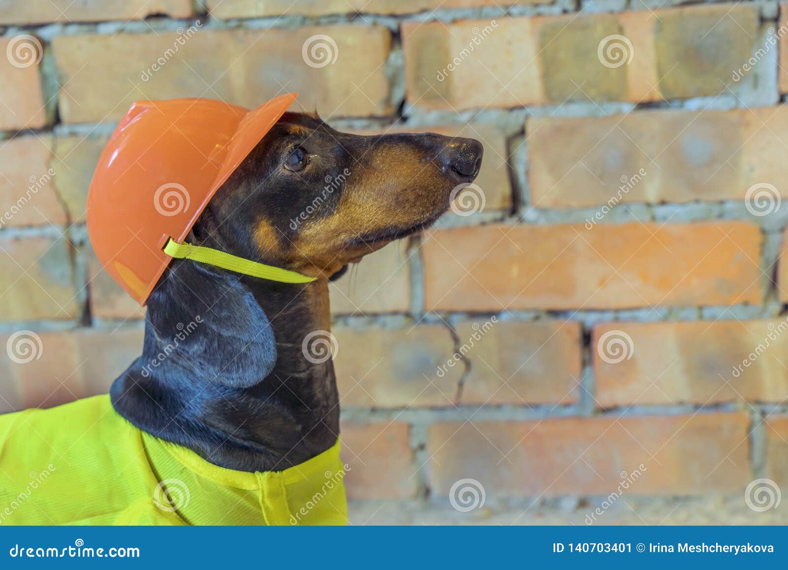 Close-up Dog Builder Dachshund in an Orange Construction Helmet at the ...
