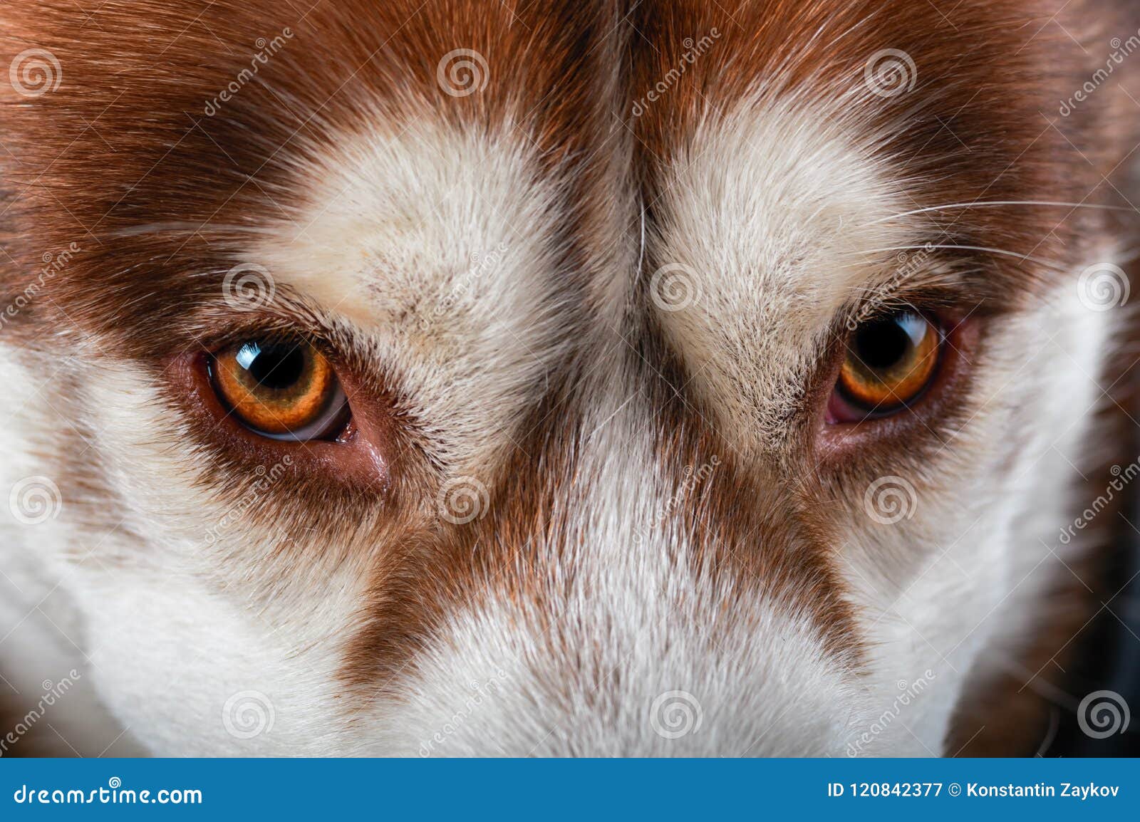 Close-up Dog Eye Looking at Camera. Husky Dog. Stock Image - Image of ...