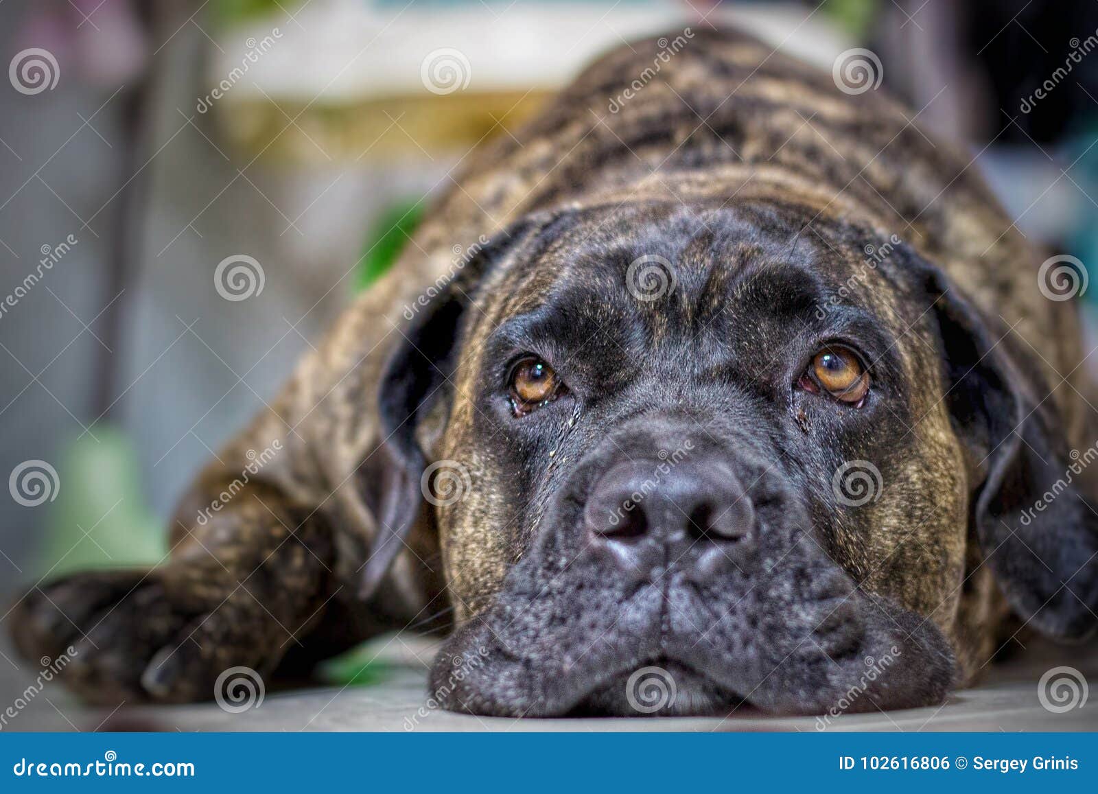 Close up on dog face stock photo. Image of friend, close - 102616806