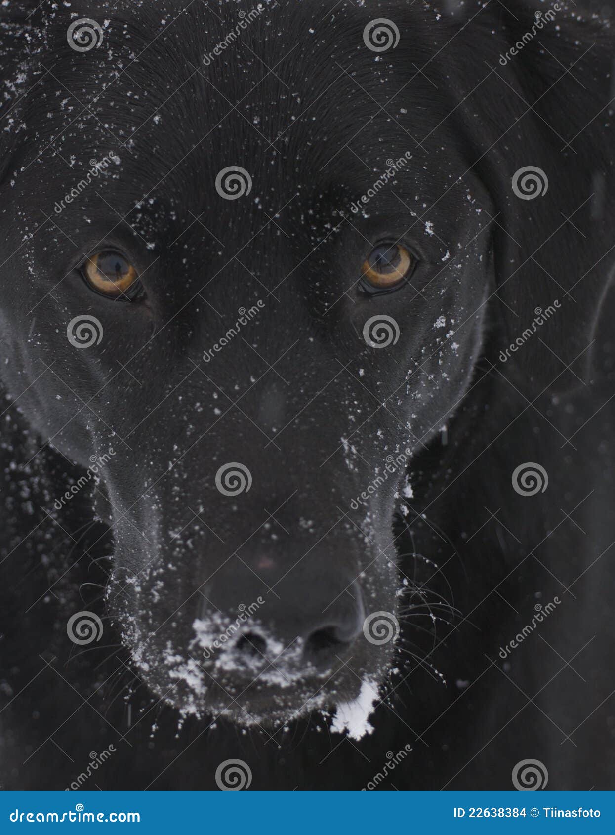 Close-up dog face stock photo. Image of look, detail - 22638384