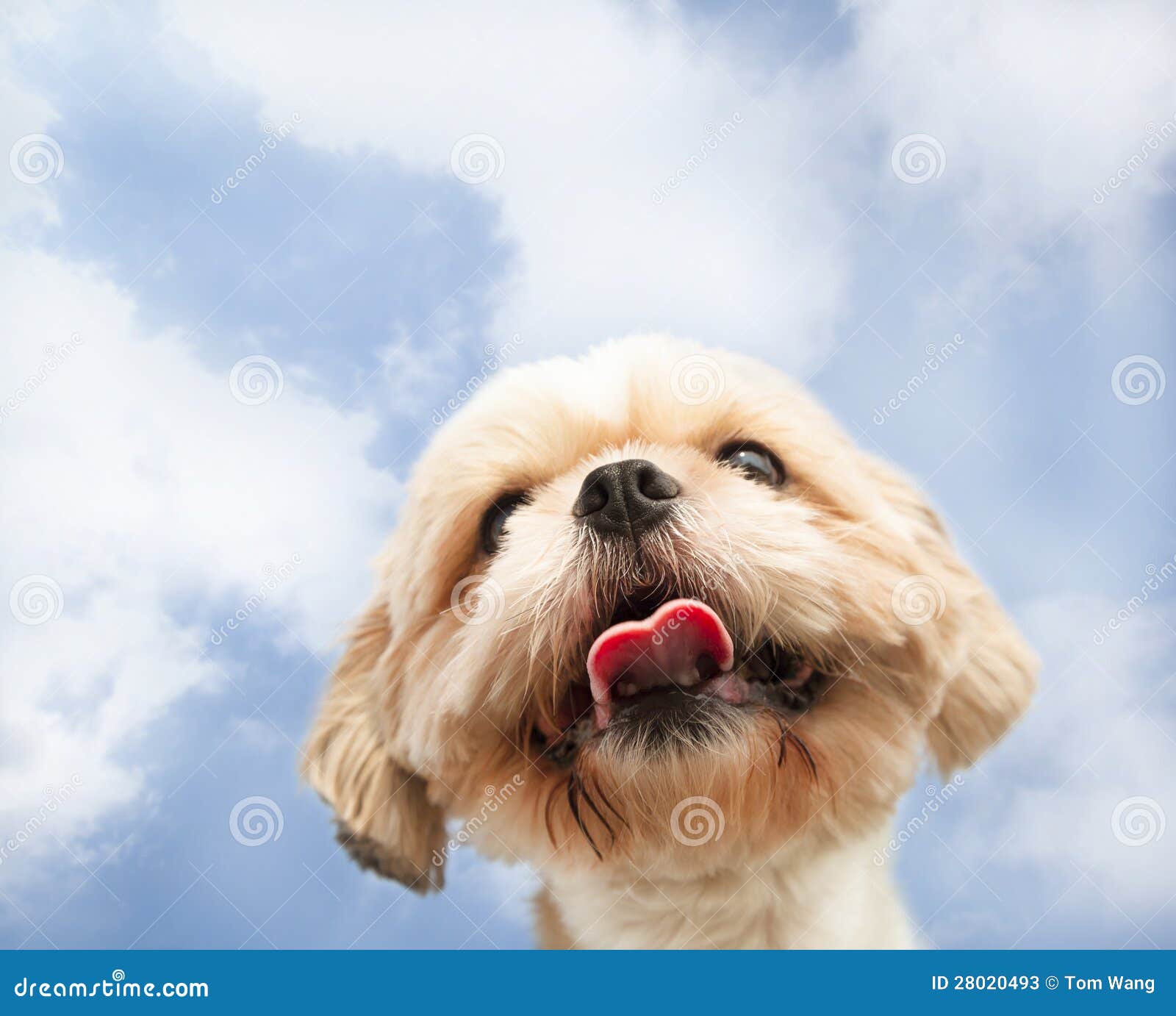 Close up of dog face stock image. Image of mammal, looking - 28020493