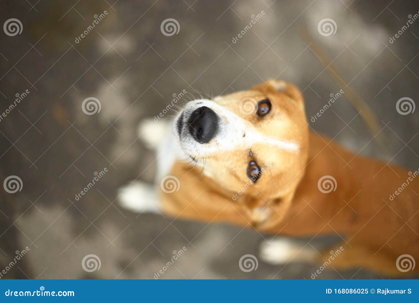 Close up of dog face. stock image. Image of close, canine - 168086025