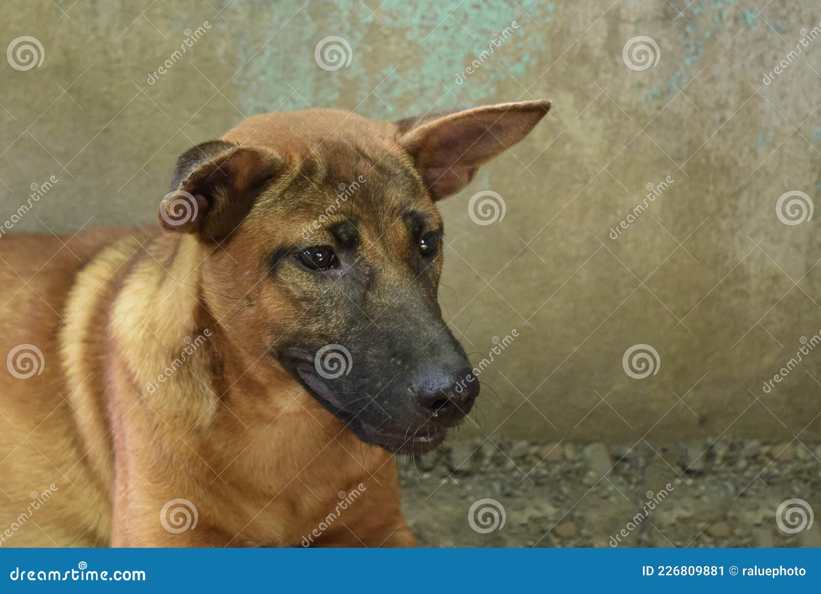 Close-up, Dog Face Looking Forward with Interest Stock Image - Image of ...