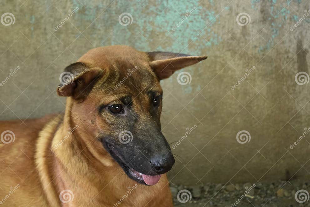 Close-up, Dog Face Looking Forward with Interest Stock Image - Image of ...
