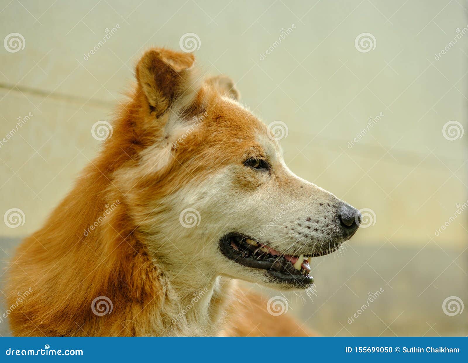 Close up dog face stock photo. Image of brown, wait - 155699050