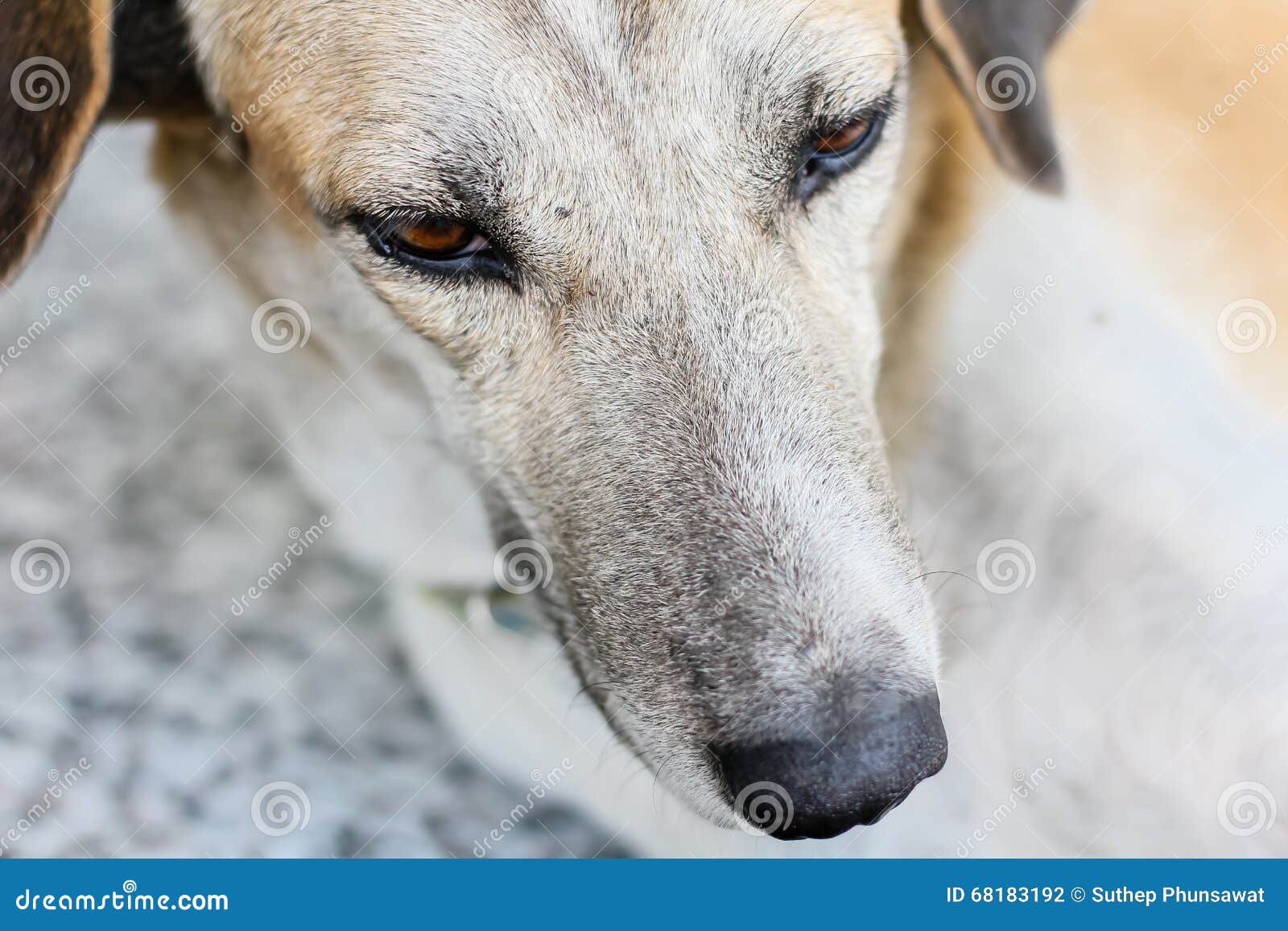 Close Up, Dog Face Lying on the Floor Stock Photo - Image of feline ...