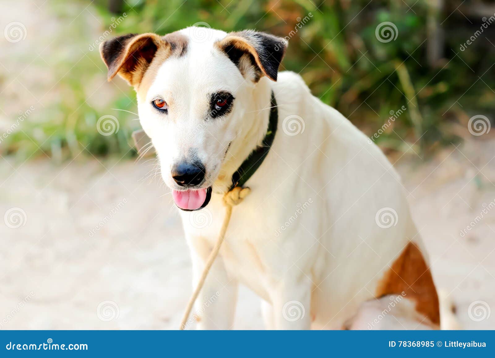 Close Up Dog Face in the Park. Stock Image - Image of exhaustion ...