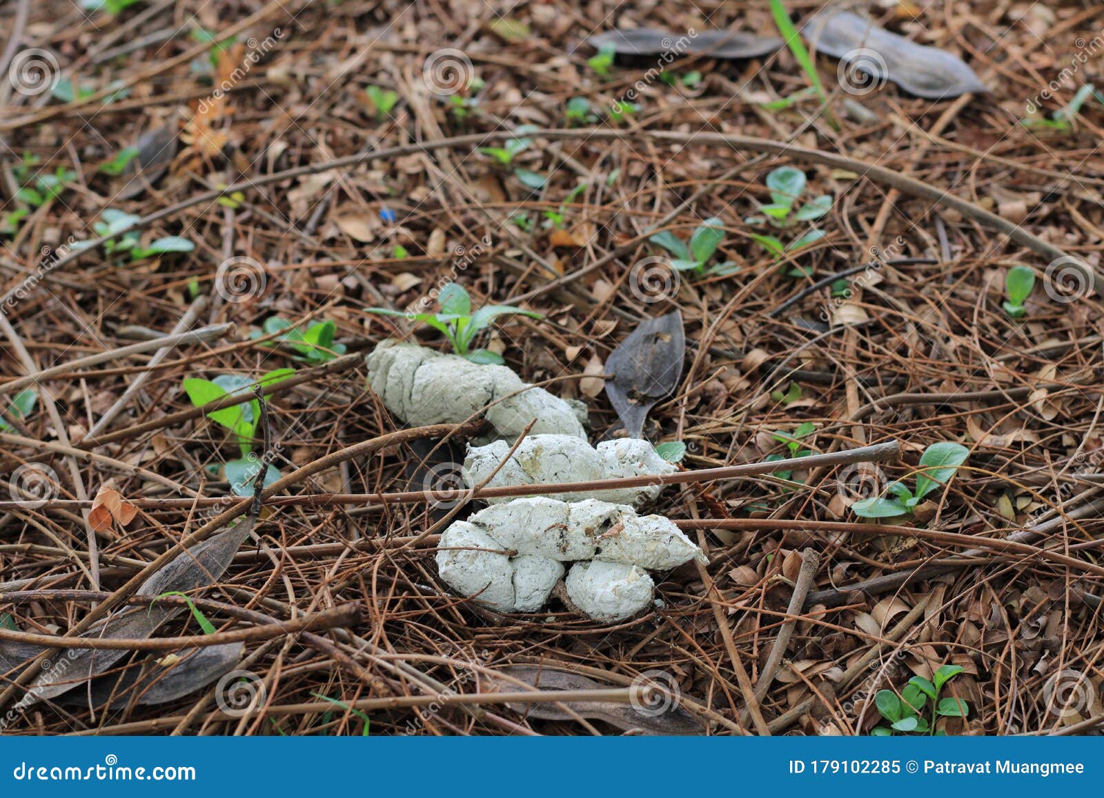 Close-up of Dog Feces on the Ground. Stock Image - Image of close ...