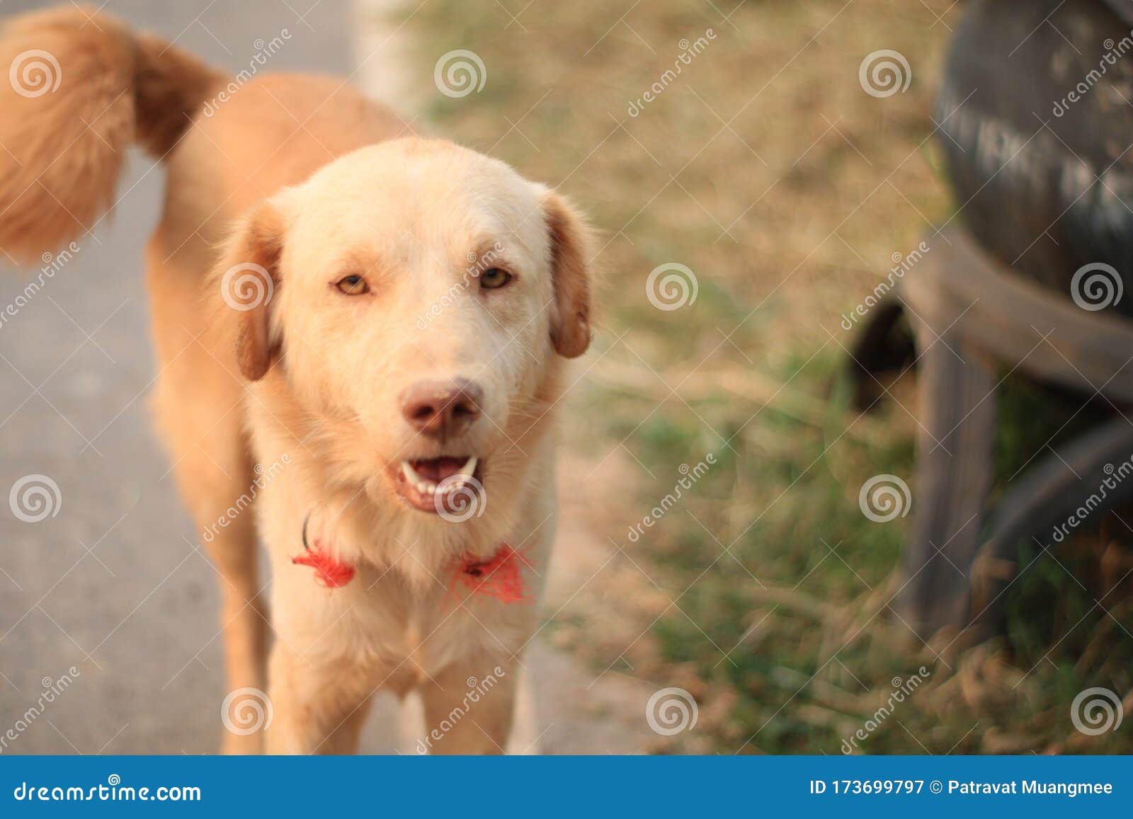 Close-up of a Dog. Focus on Face Stock Image - Image of face, close ...