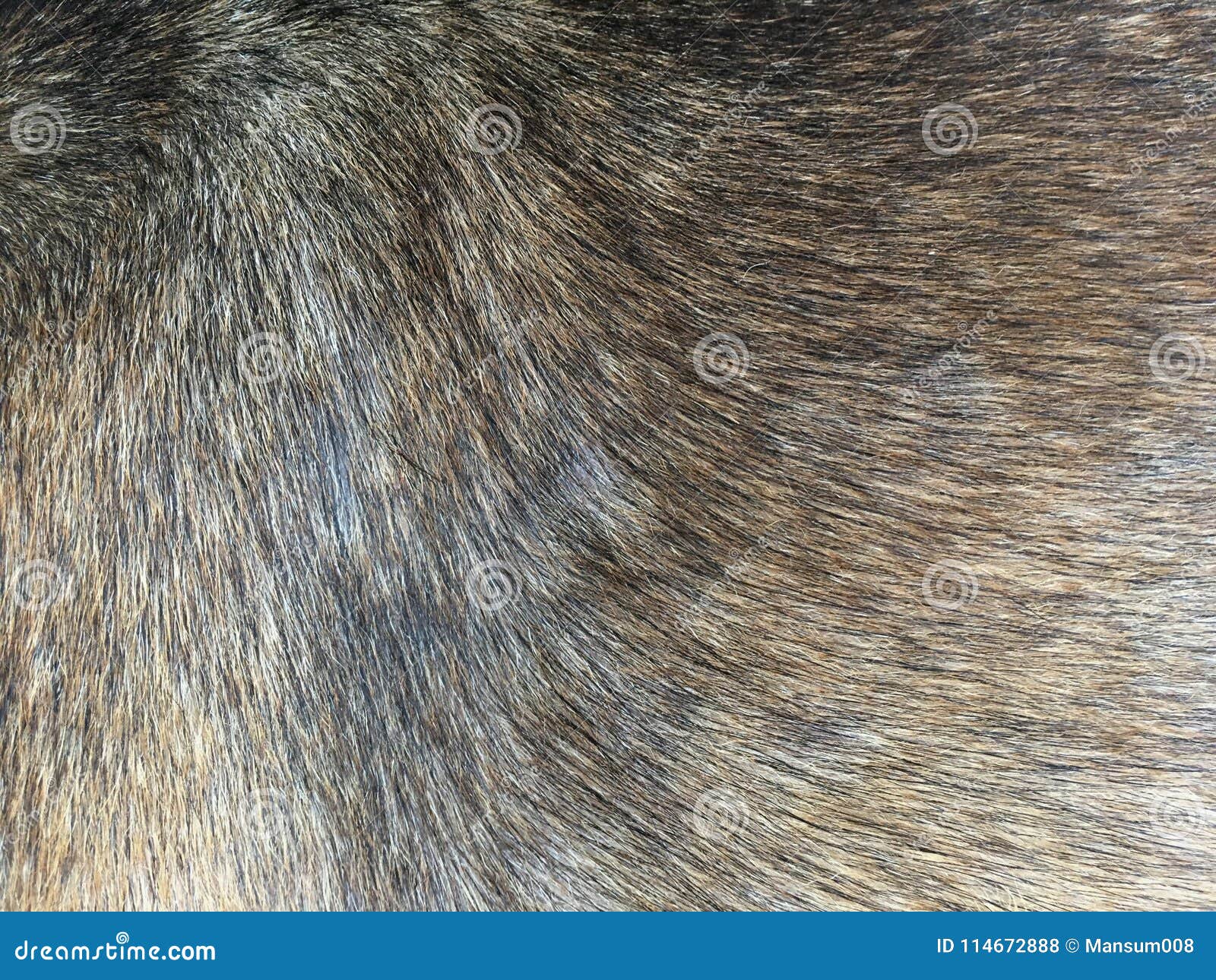 Dog Fur Texture for Background Stock Photo - Image of abstract, brown ...