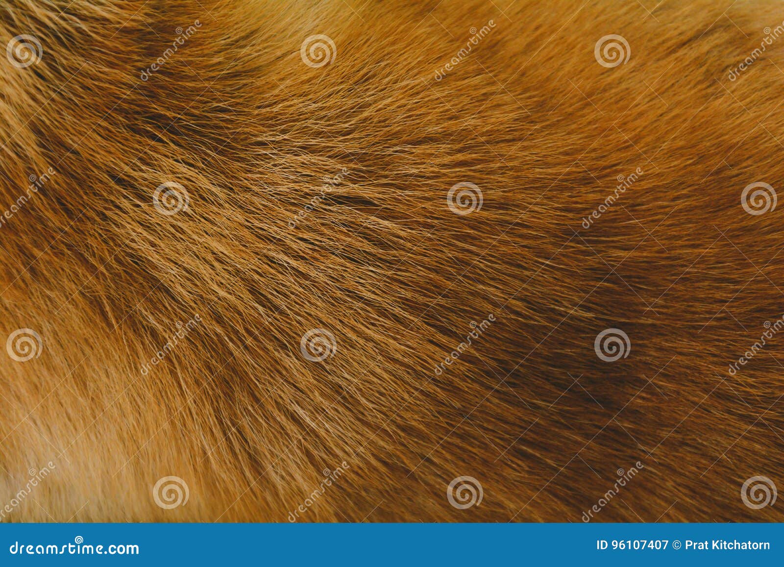 Close-Up Dog Hair Light Brown Abstract Pattern Stock Image - Image of ...