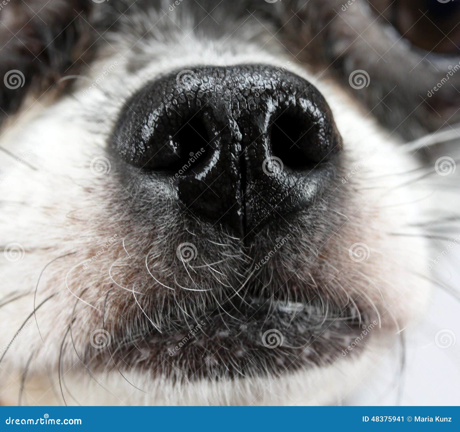 A close up of a dog nose stock image. Image of portrait - 48375941