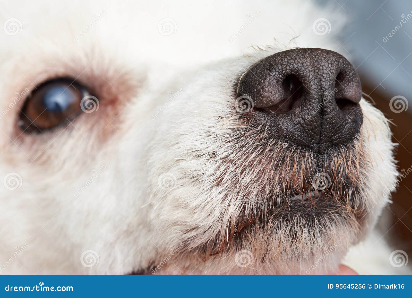 Close-up of dog nose stock photo. Image of mammal, hair - 95645256