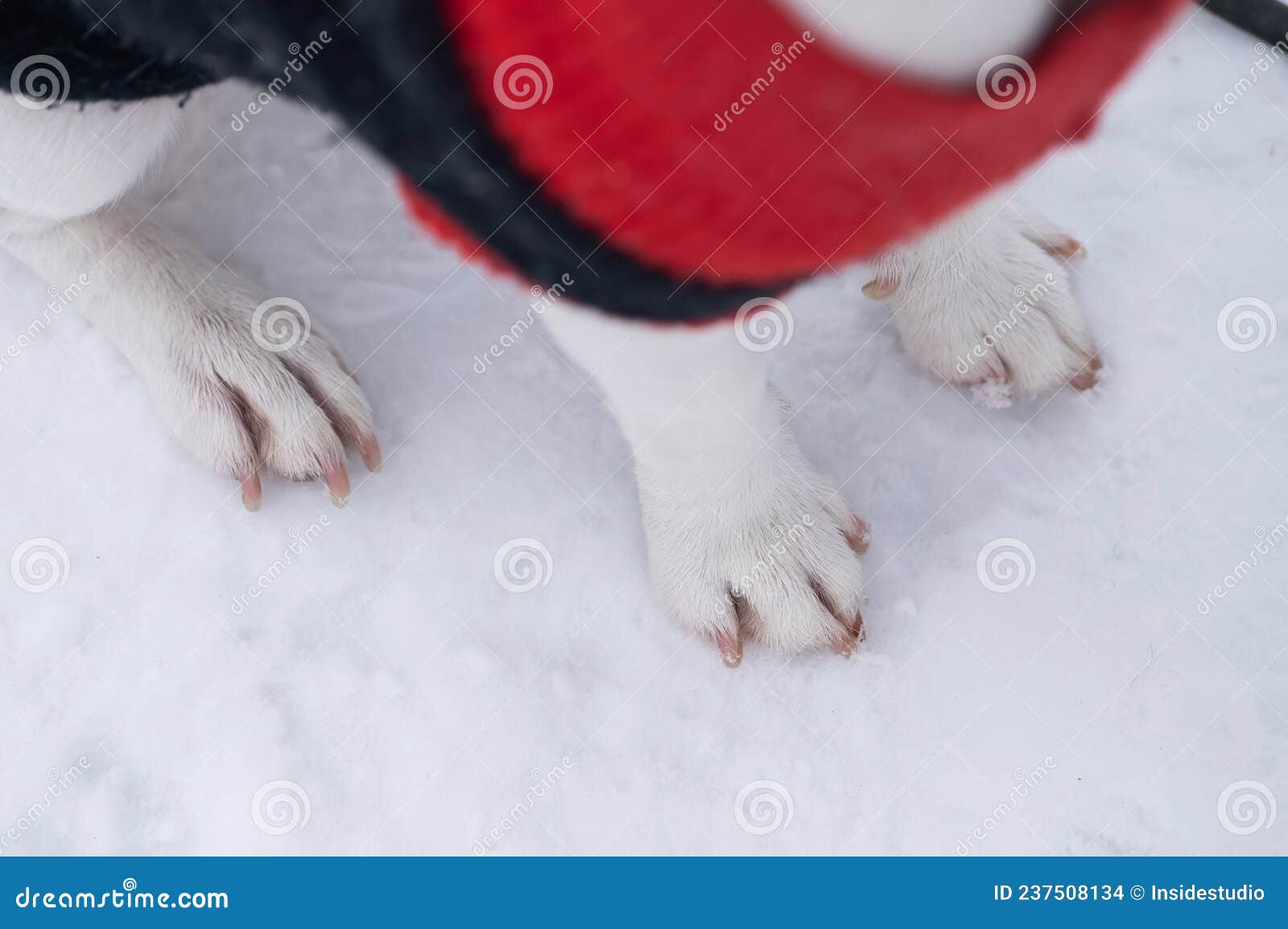 Close-up of Dog Paws on White Snow. Stock Photo - Image of hair, macro ...