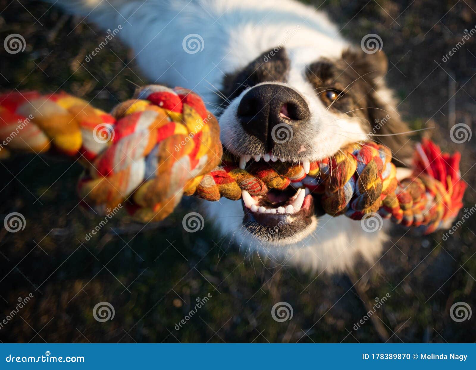Close Up Dog Portrait Playing with Rope Stock Photo - Image of friend ...