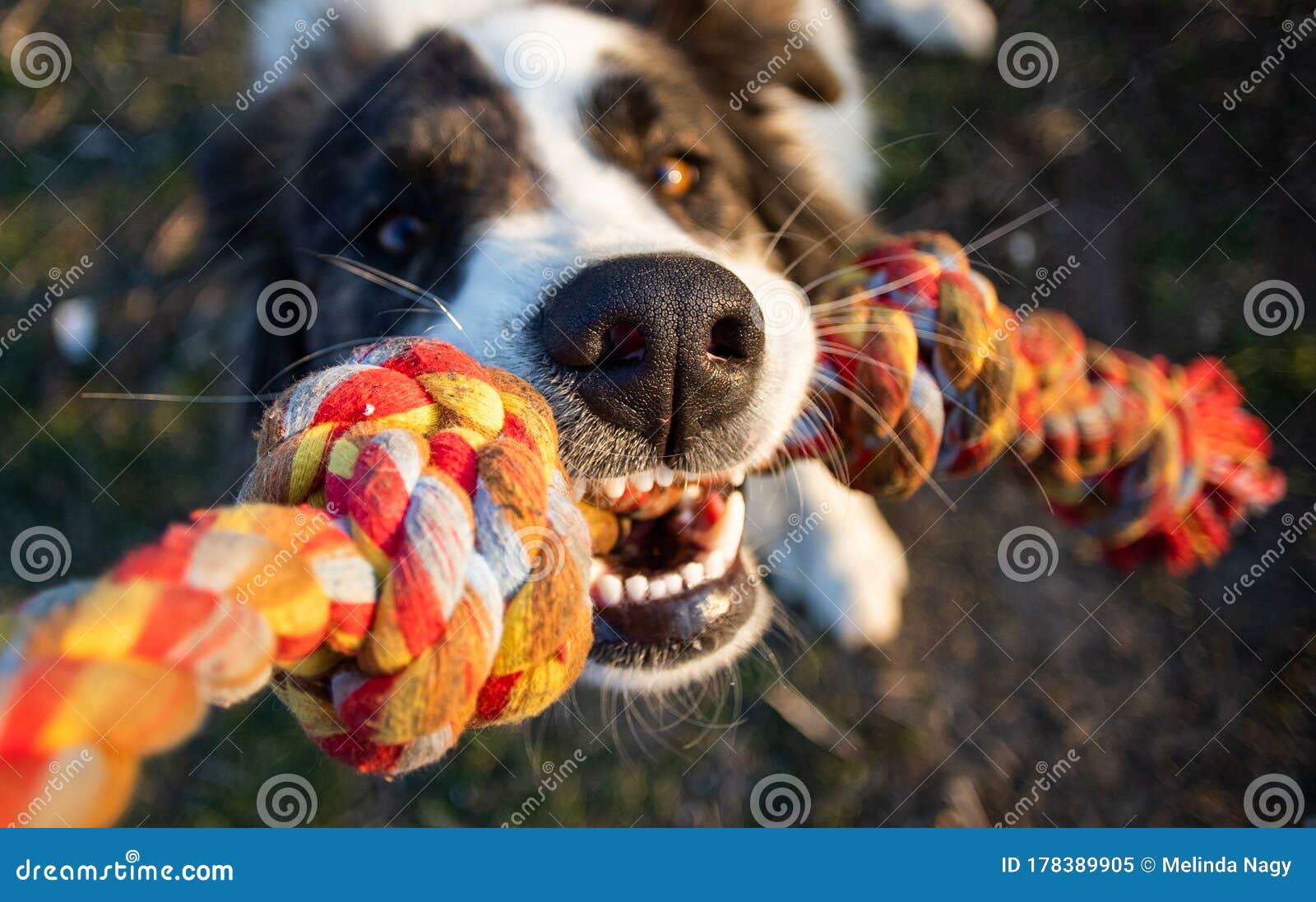 Close Up Dog Portrait Playing with Rope Stock Image - Image of small ...