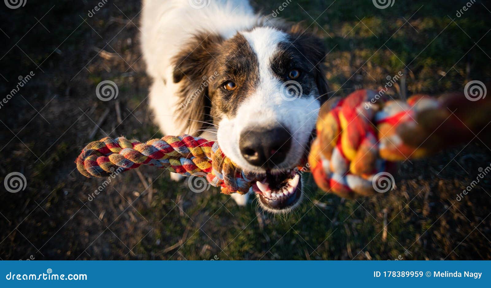 Close Up Dog Portrait Playing with Rope Stock Image - Image of looking ...