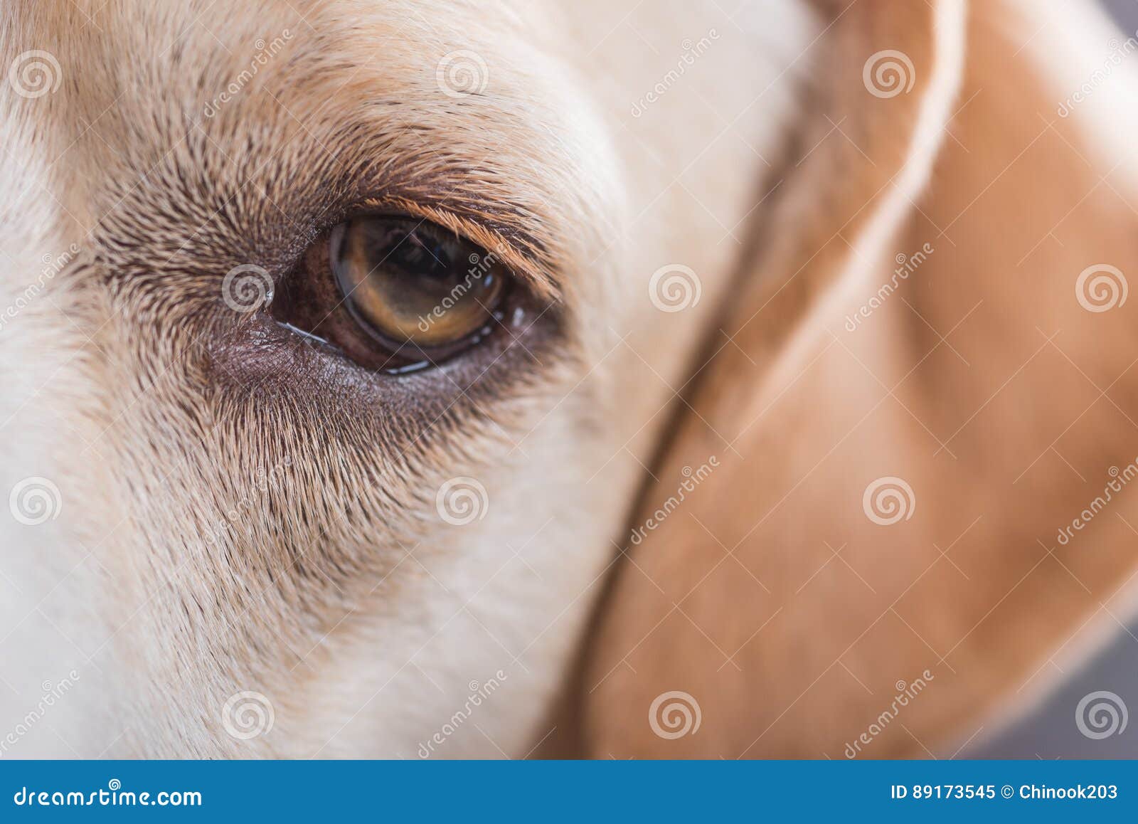 Close up of a dog`s eye stock image. Image of close, selective - 89173545
