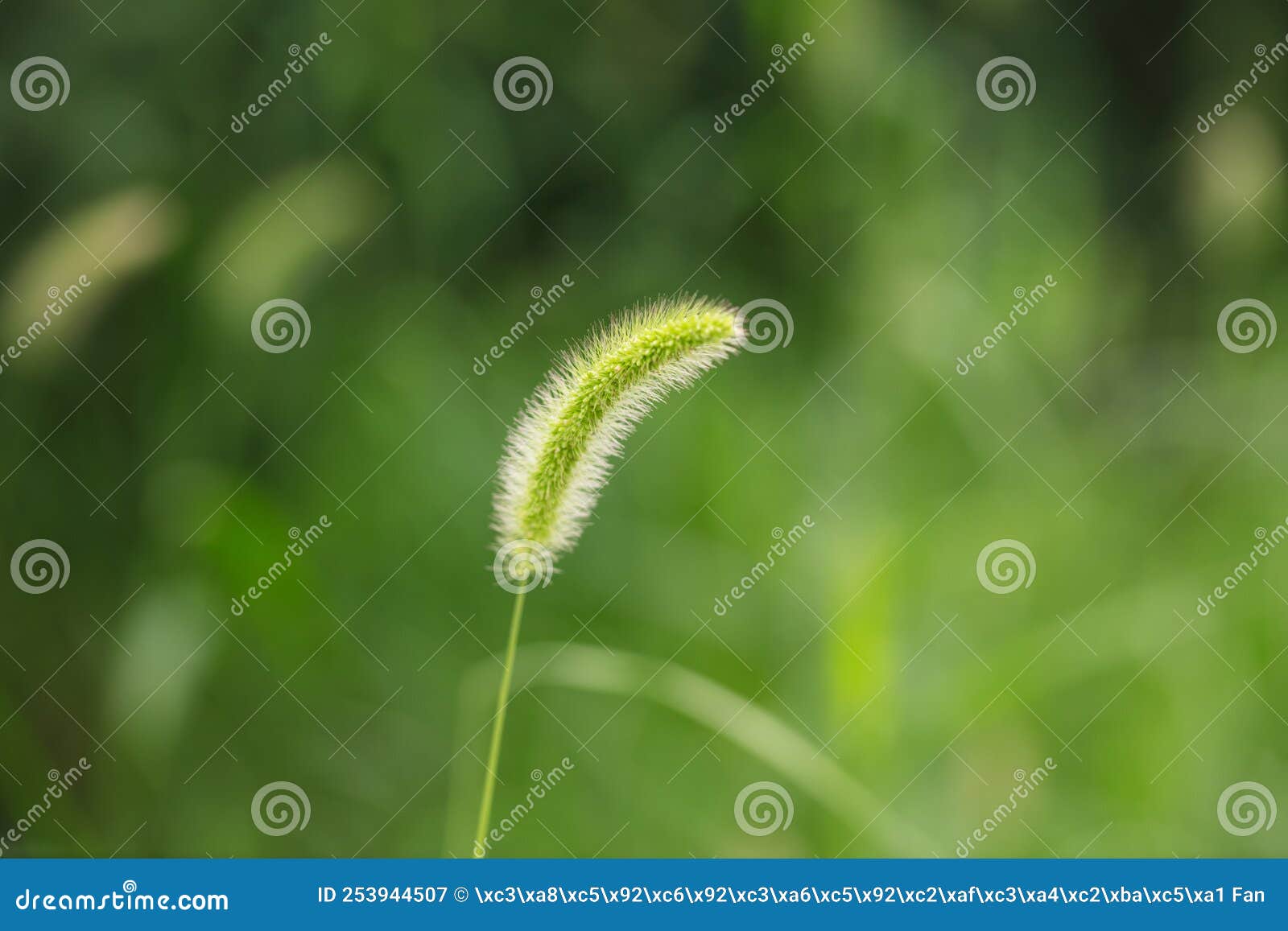 Close-up of a Dog`s Tail Grass Stock Image - Image of tail, summer ...