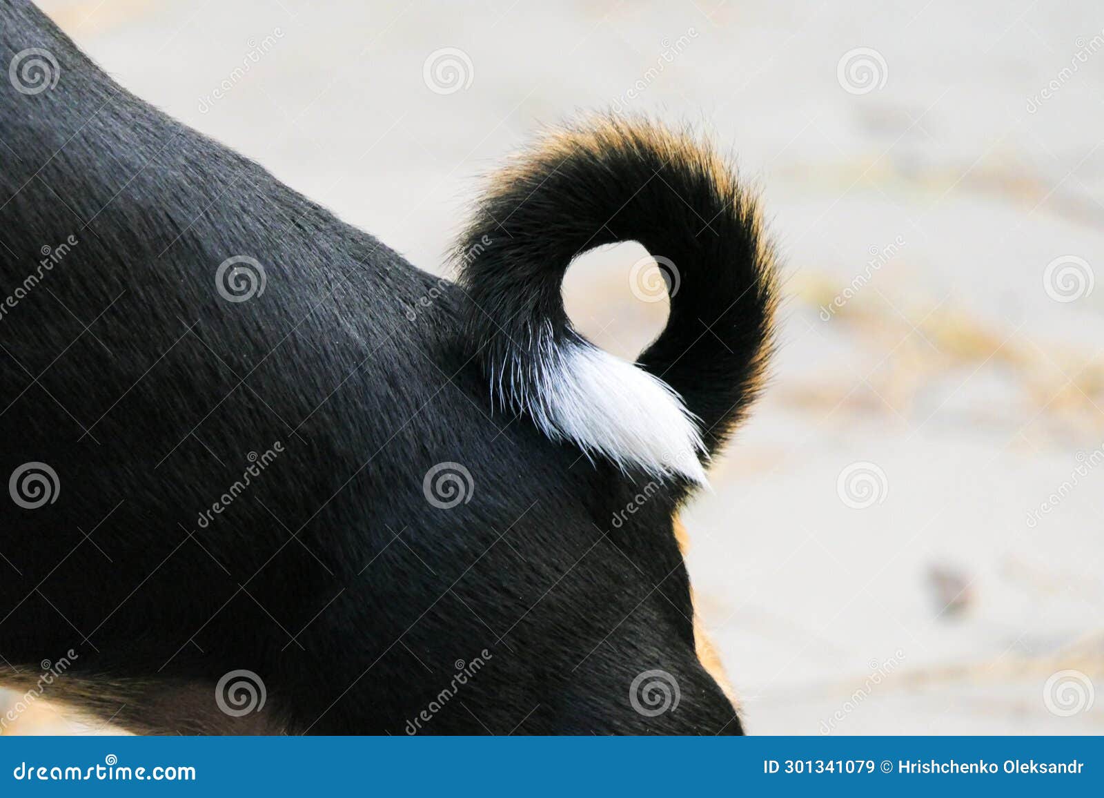 A Close-up of the Dog S Tail of the Jack Russell Terrier Breed Stock ...