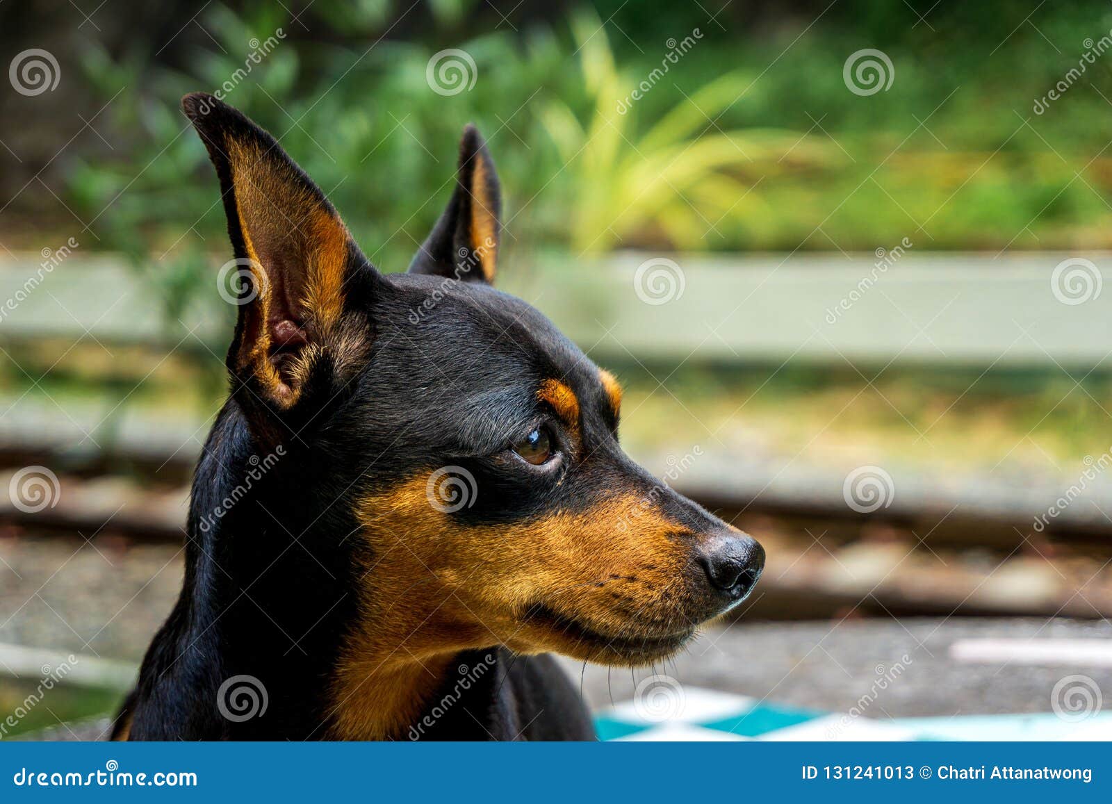 Close Up of Dog Side Face Picture Stock Image - Image of background ...